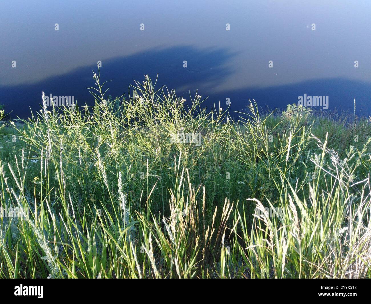 Tall Tumblemustard (Sisymbrium altissimum Stock Photo - Alamy