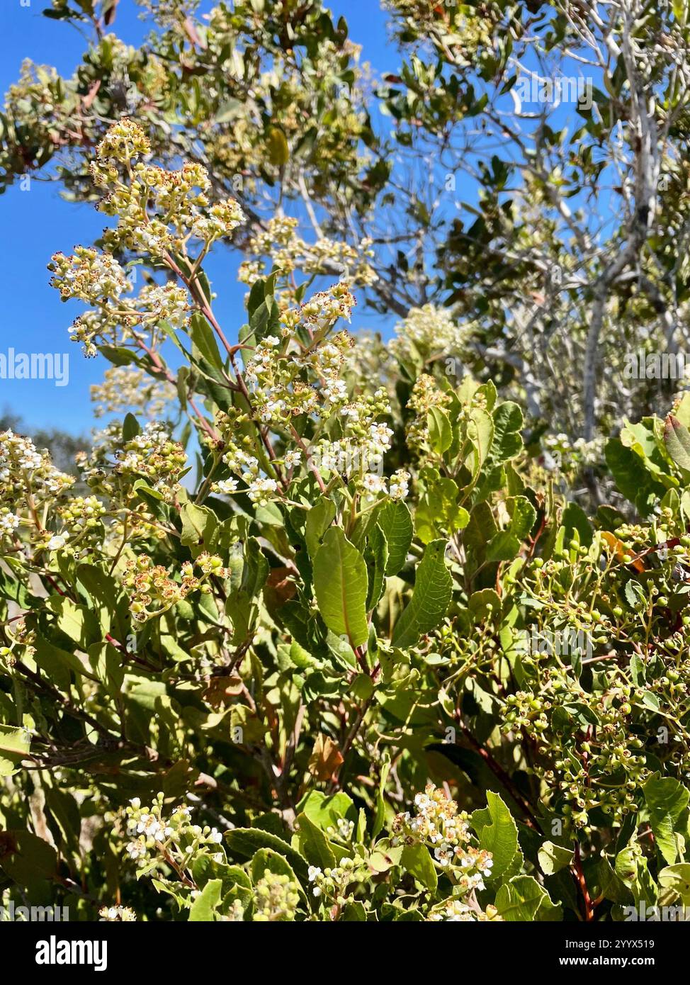 Toyon (Heteromeles arbutifolia Stock Photo - Alamy