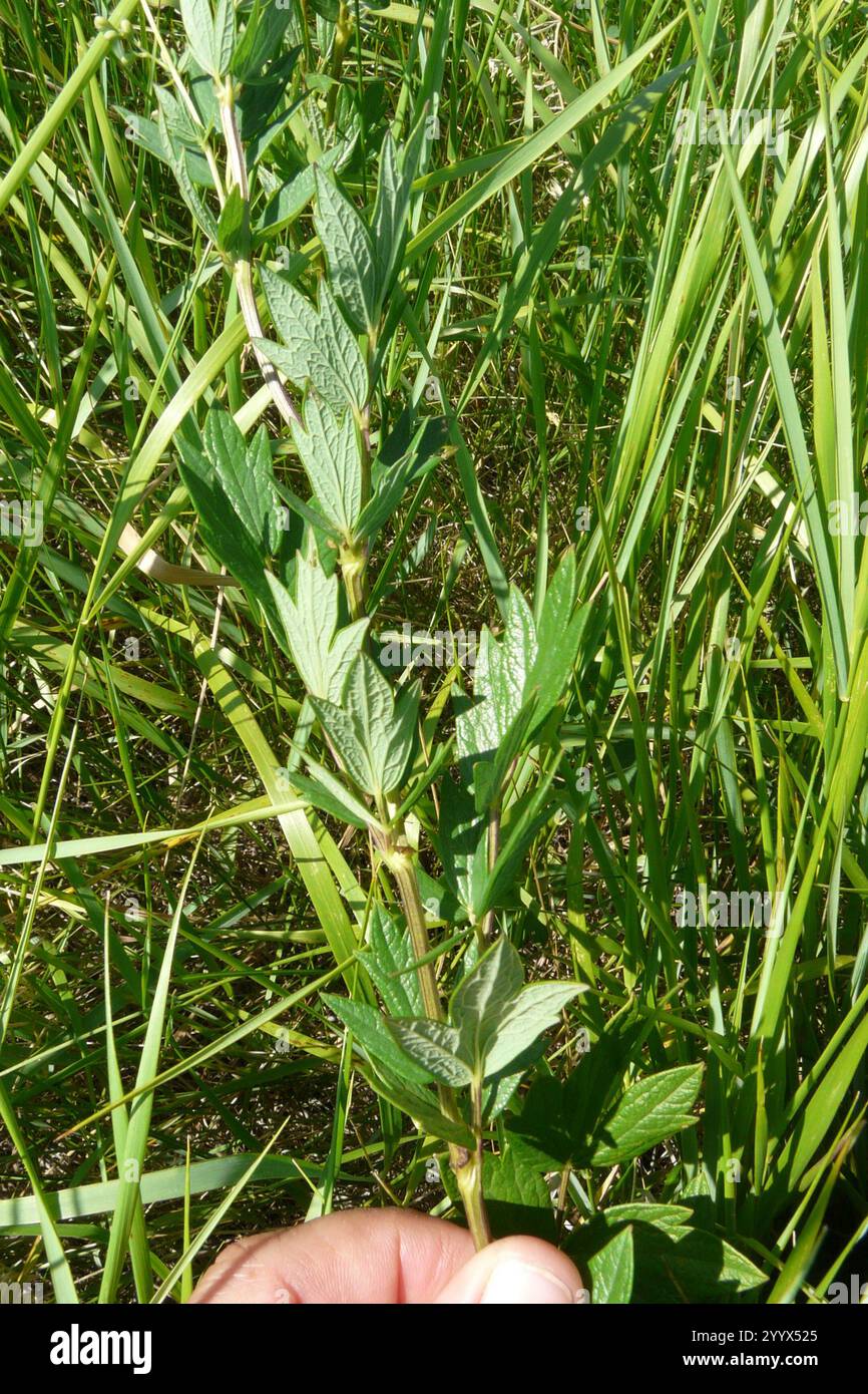 Common Meadow-rue (Thalictrum flavum Stock Photo - Alamy
