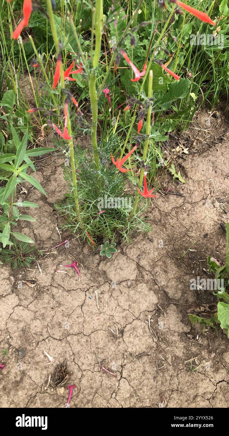 Scarlet Gilia (Ipomopsis aggregata Stock Photo - Alamy