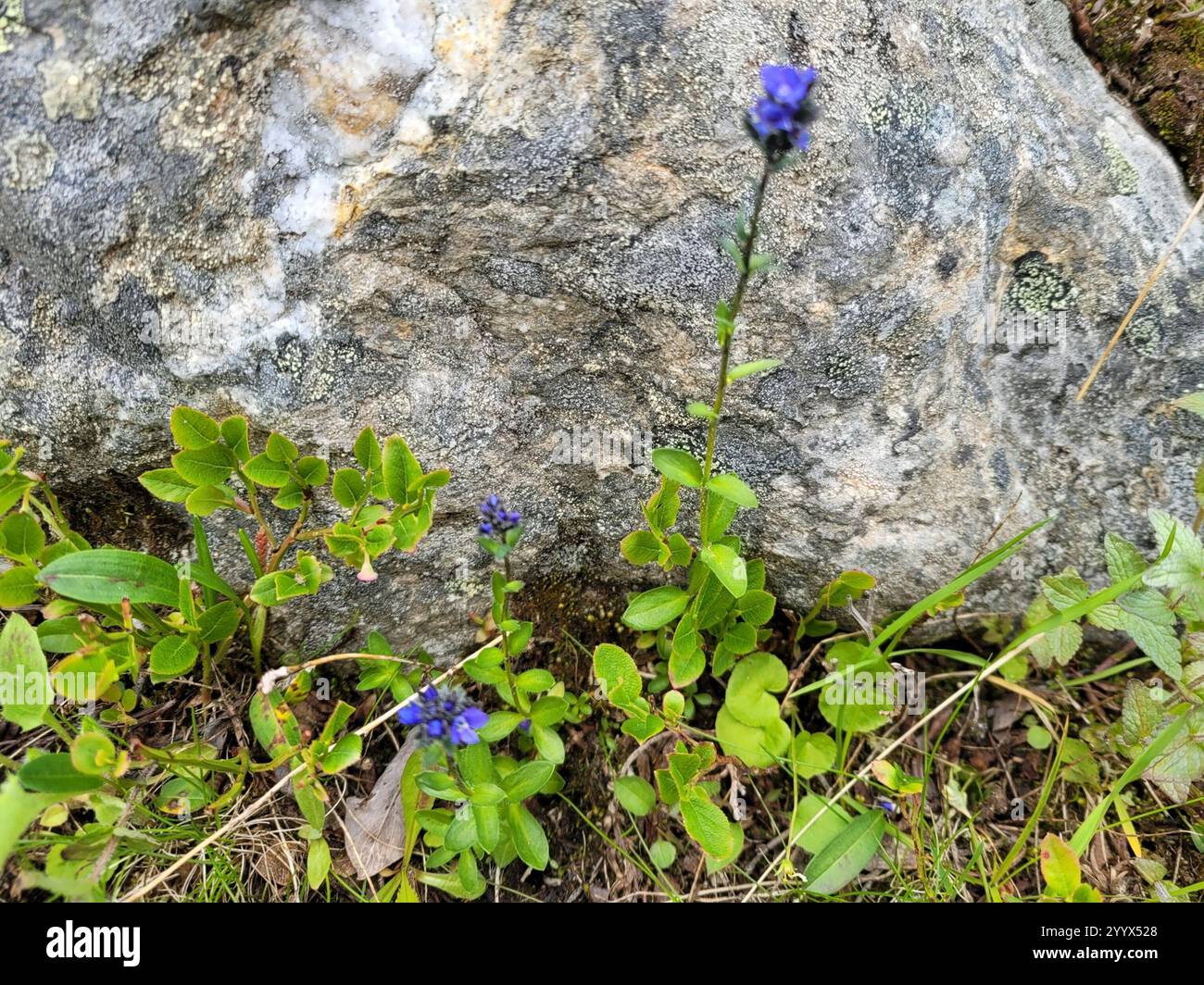 Alpine Speedwell (Veronica alpina Stock Photo - Alamy