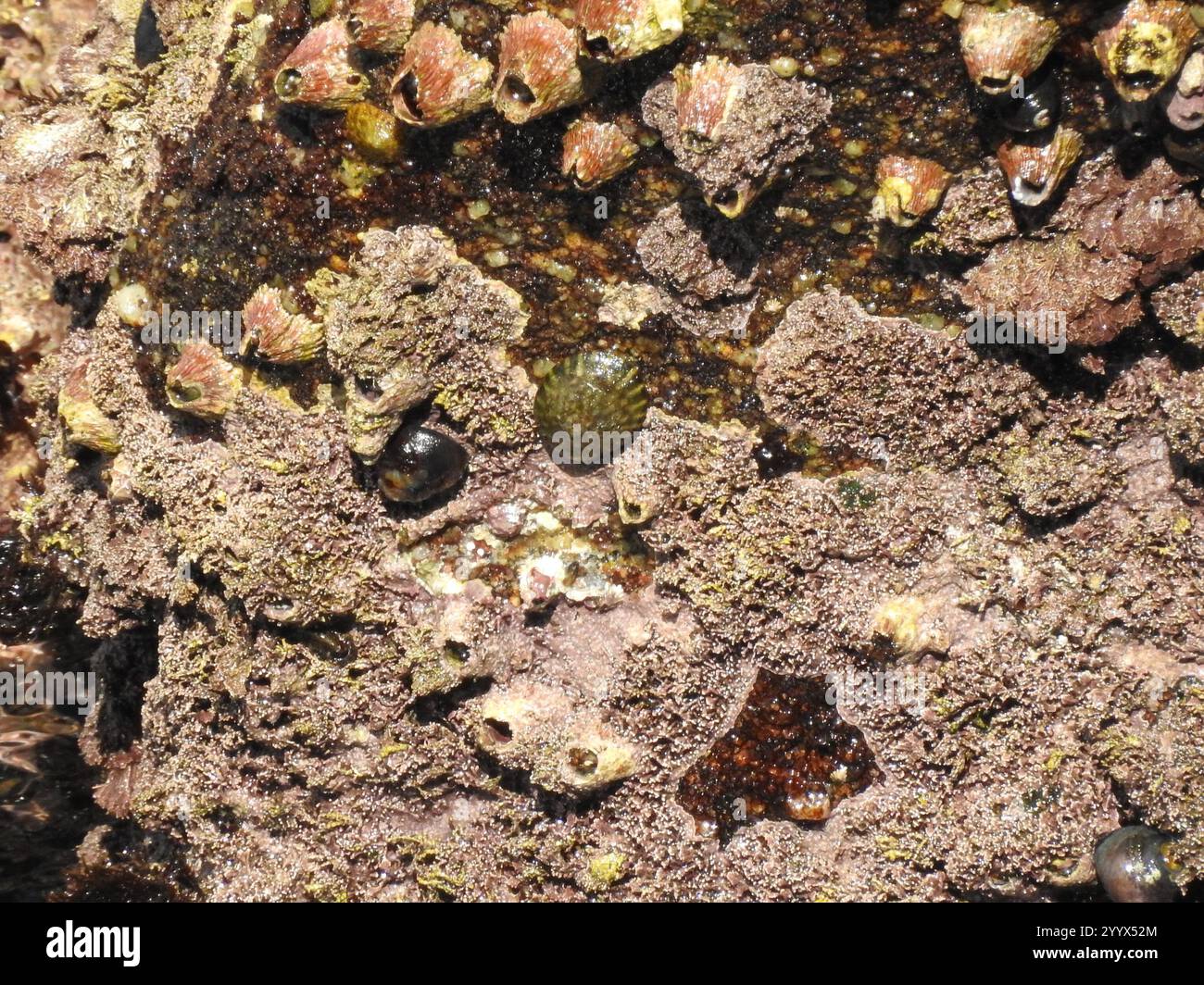 Crustose coralline hi-res stock photography and images - Alamy