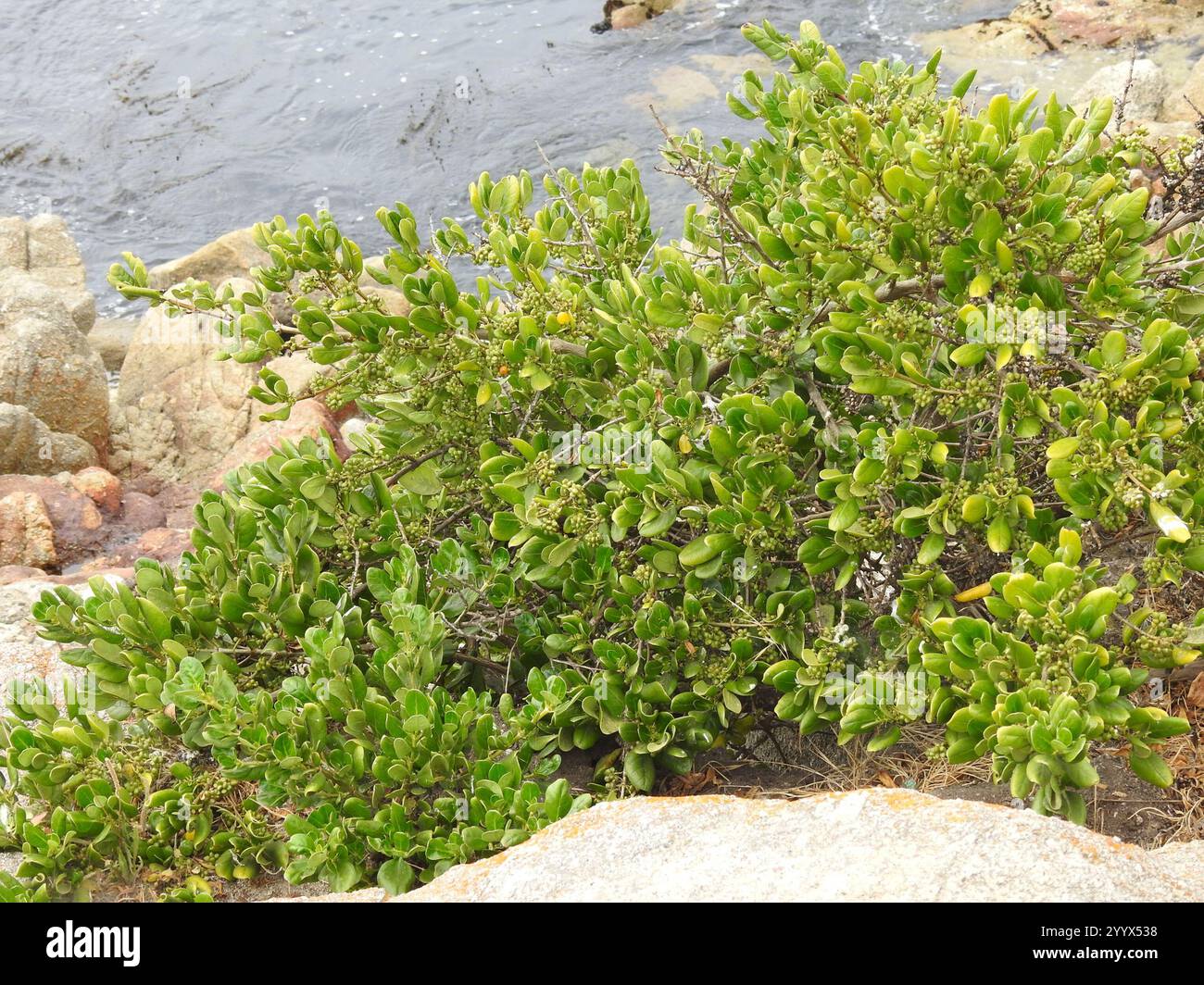 Coprosma repens hi-res stock photography and images - Alamy