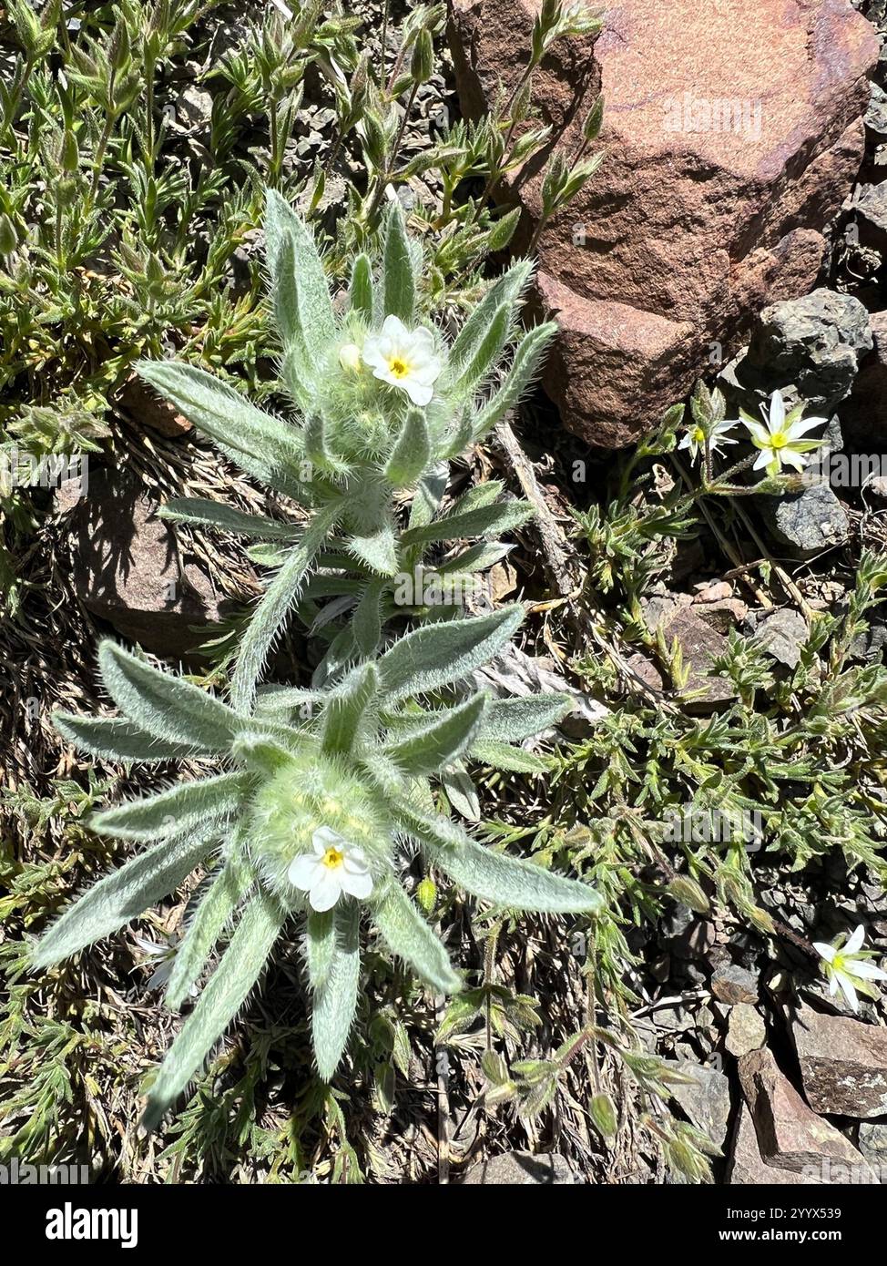 Thompson's Cryptantha (Oreocarya thompsonii Stock Photo - Alamy