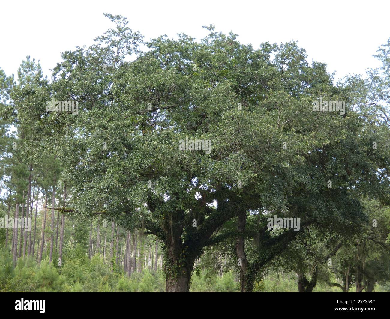 southern live oak (Quercus virginiana Stock Photo - Alamy