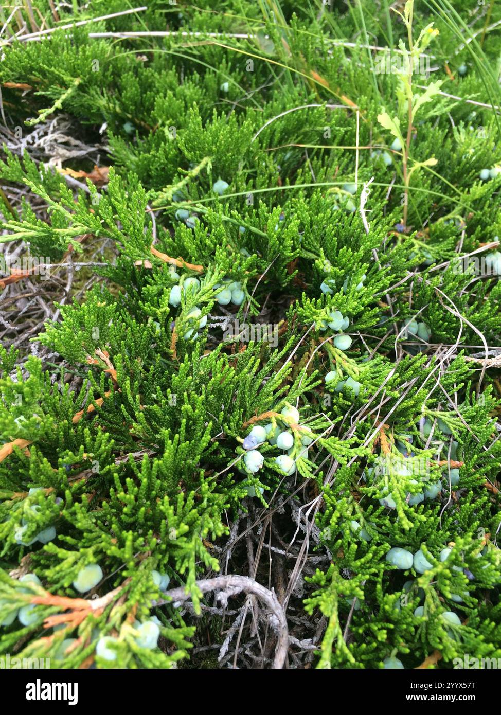 creeping juniper (Juniperus horizontalis Stock Photo - Alamy