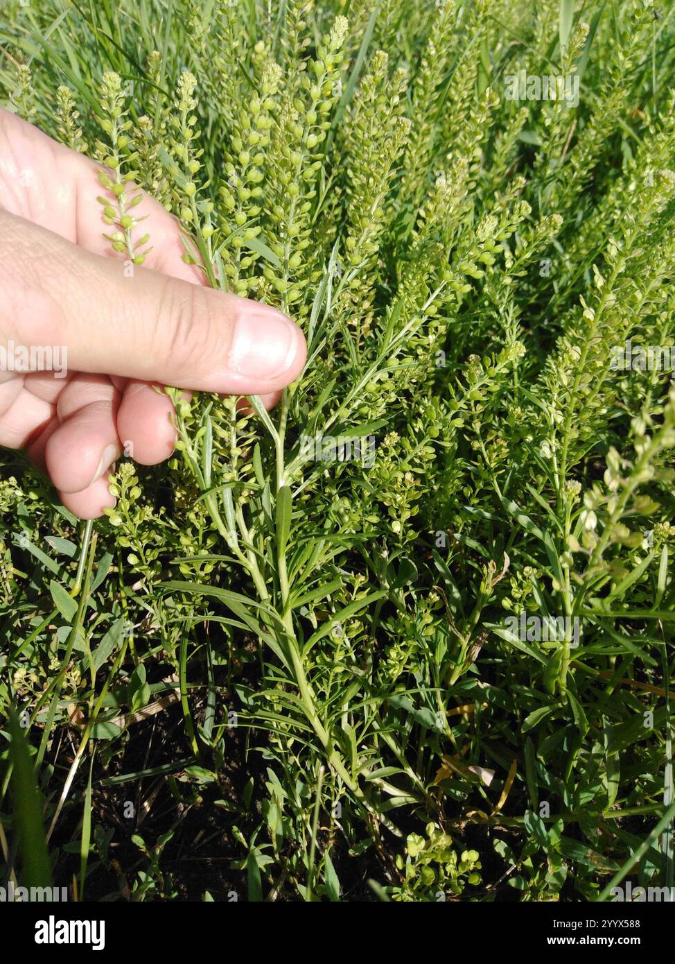 Common Peppergrass (Lepidium densiflorum Stock Photo - Alamy