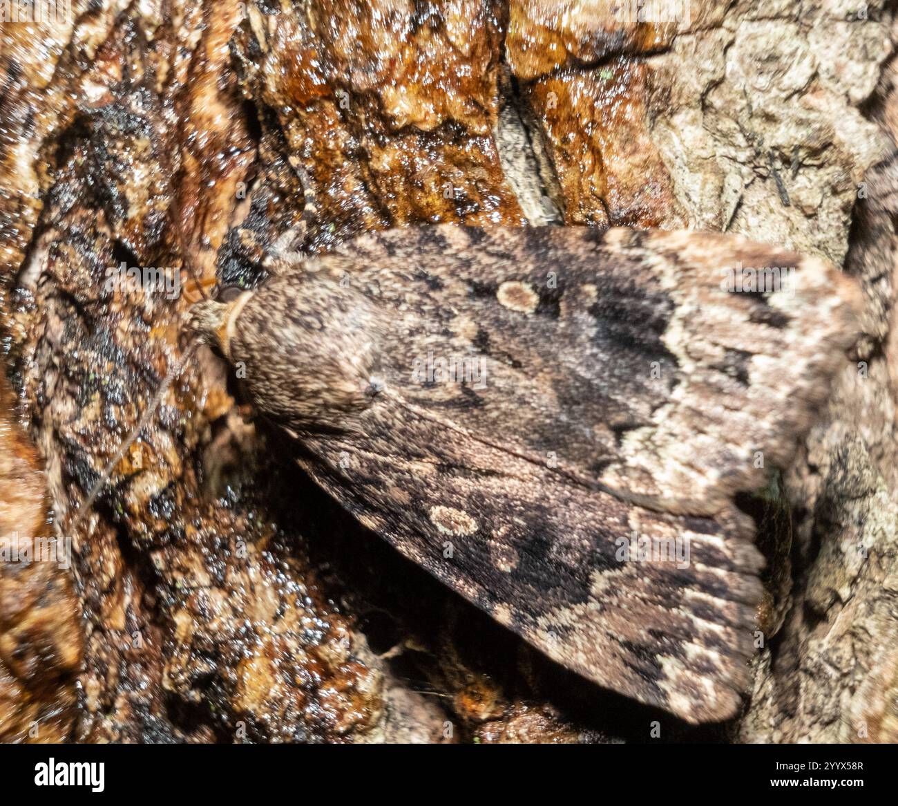 American Copper Underwing (Amphipyra pyramidoides Stock Photo - Alamy