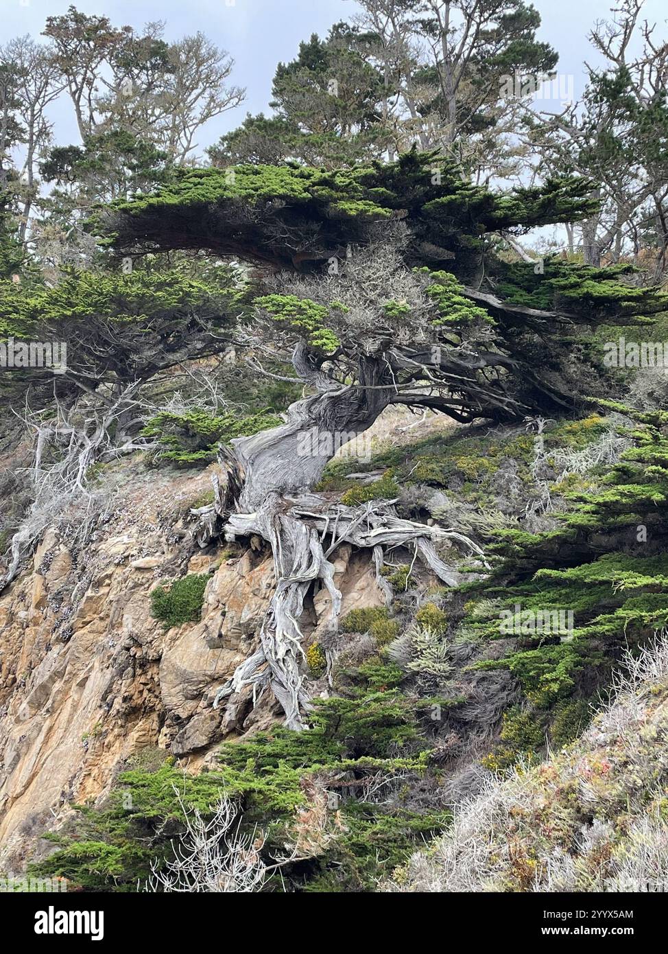 Monterey Cypress (Hesperocyparis macrocarpa Stock Photo - Alamy