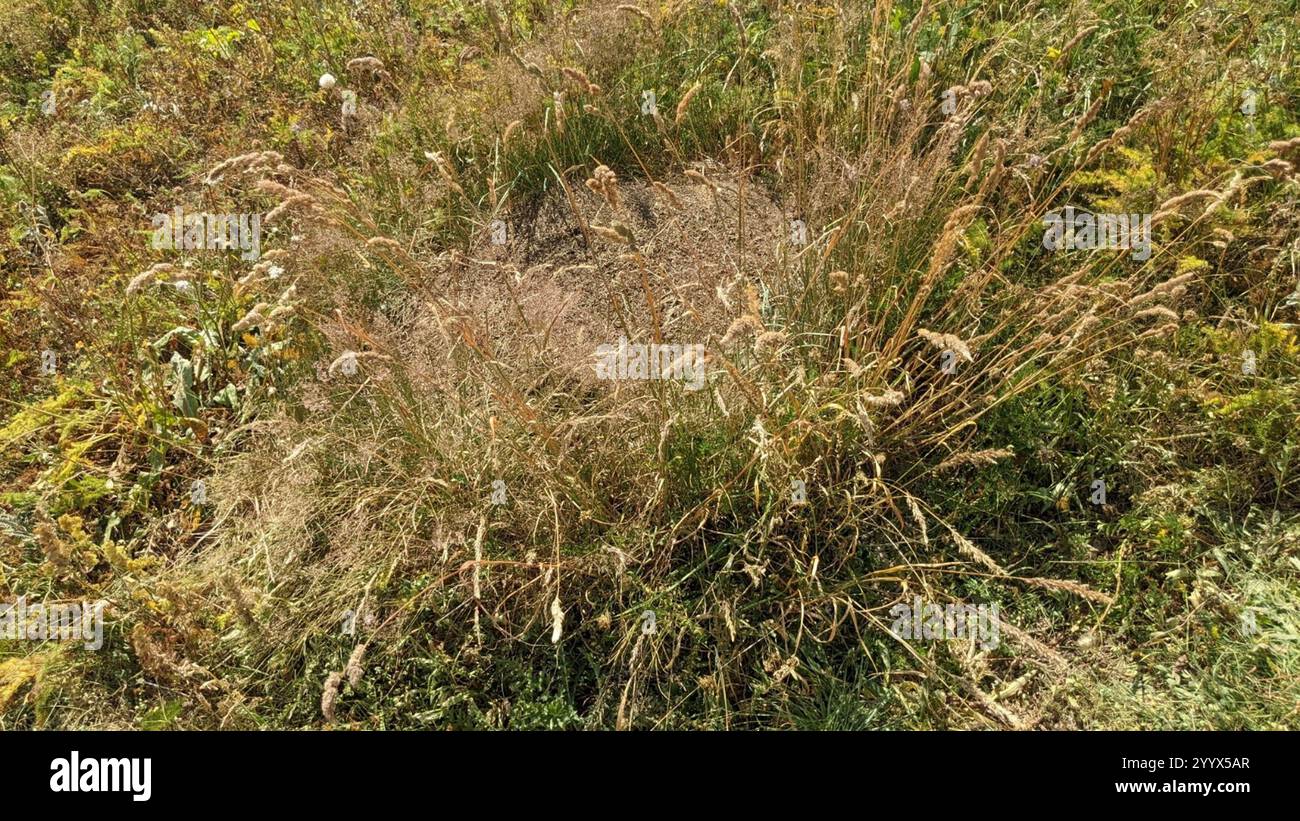 Formica exsecta hi-res stock photography and images - Alamy