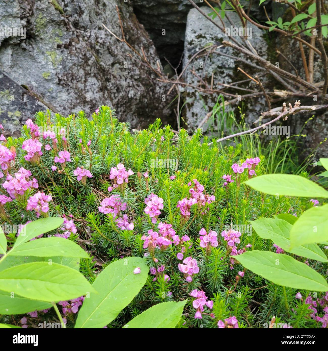 pink mountainheath (Phyllodoce empetriformis Stock Photo - Alamy