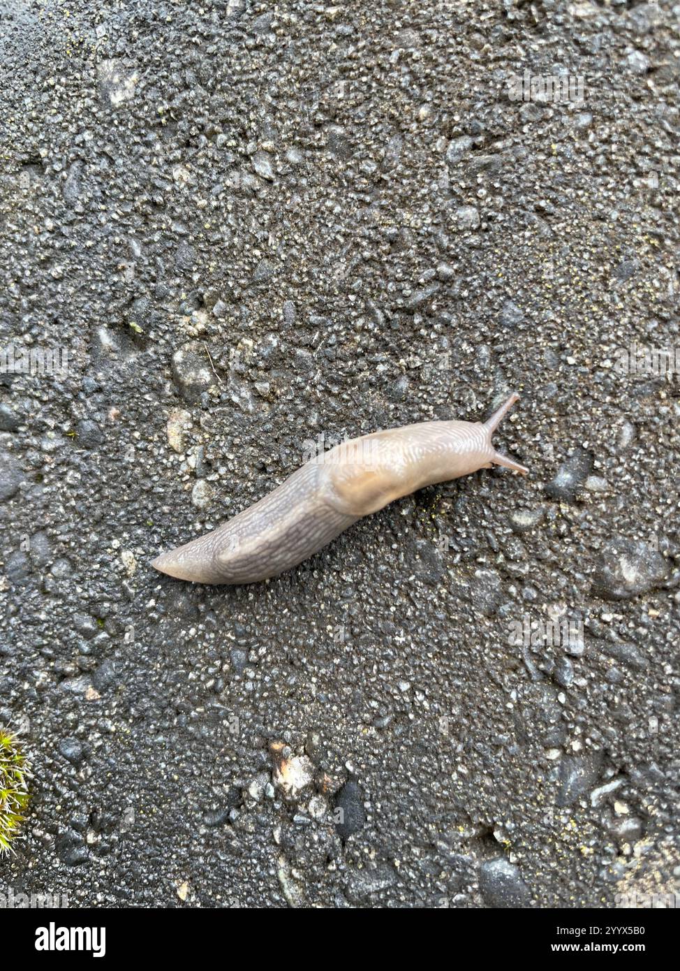 Tree slug (Lehmannia marginata Stock Photo - Alamy