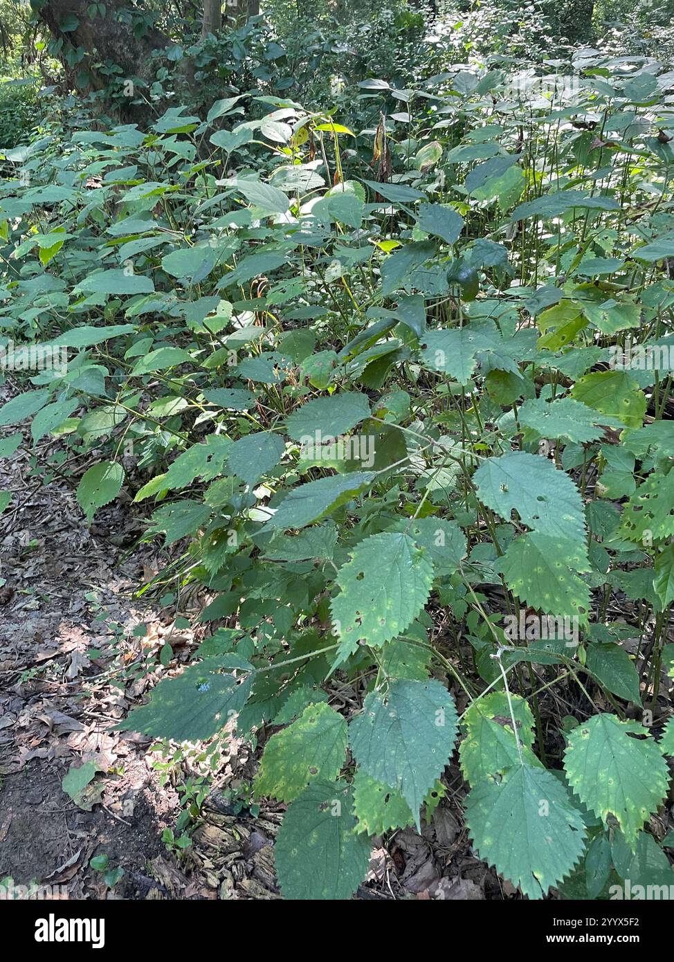 wood nettle (Laportea canadensis Stock Photo - Alamy