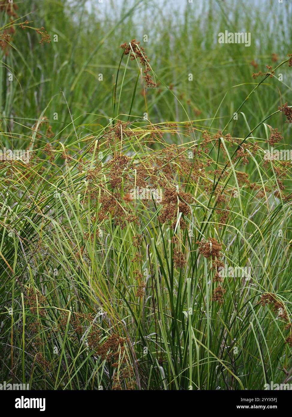 (Cladium mariscus mariscus Stock Photo - Alamy