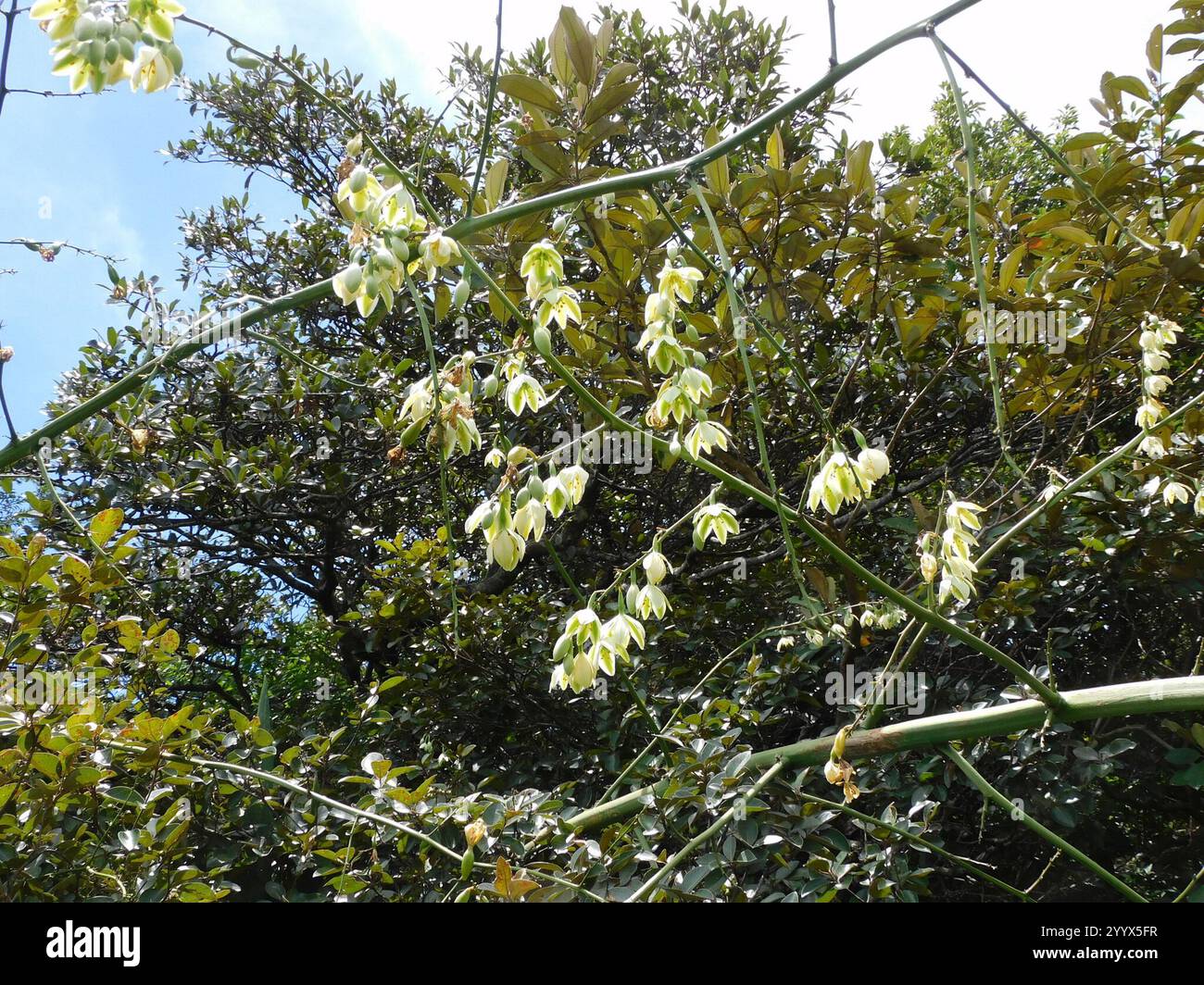 Century plant subfamily (Agavoideae Stock Photo - Alamy