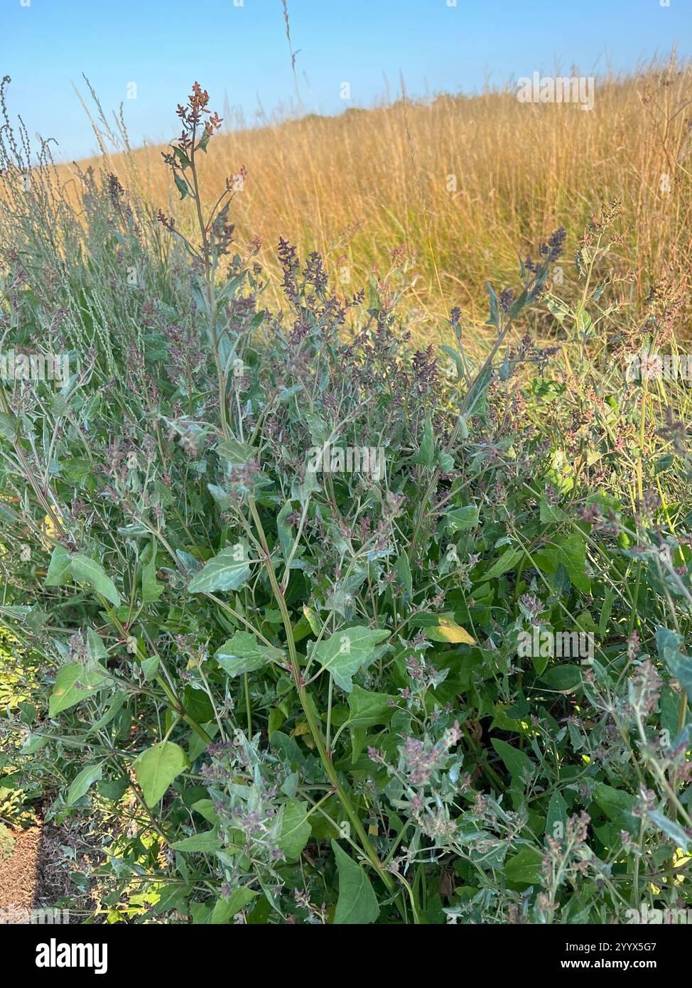 Common Orache (Atriplex patula Stock Photo - Alamy
