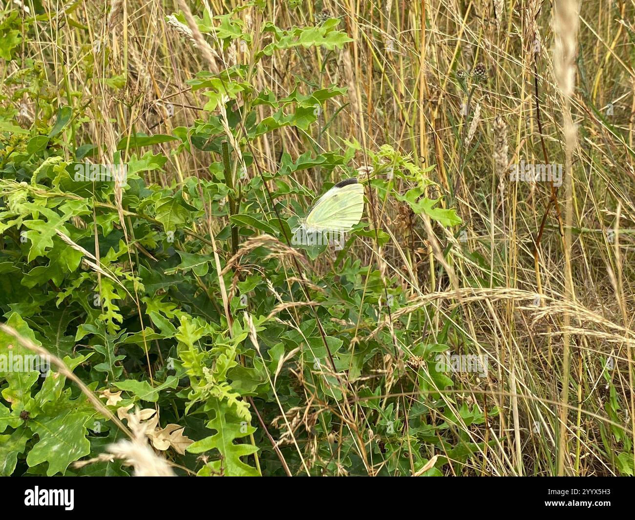 Large White (Pieris brassicae Stock Photo - Alamy