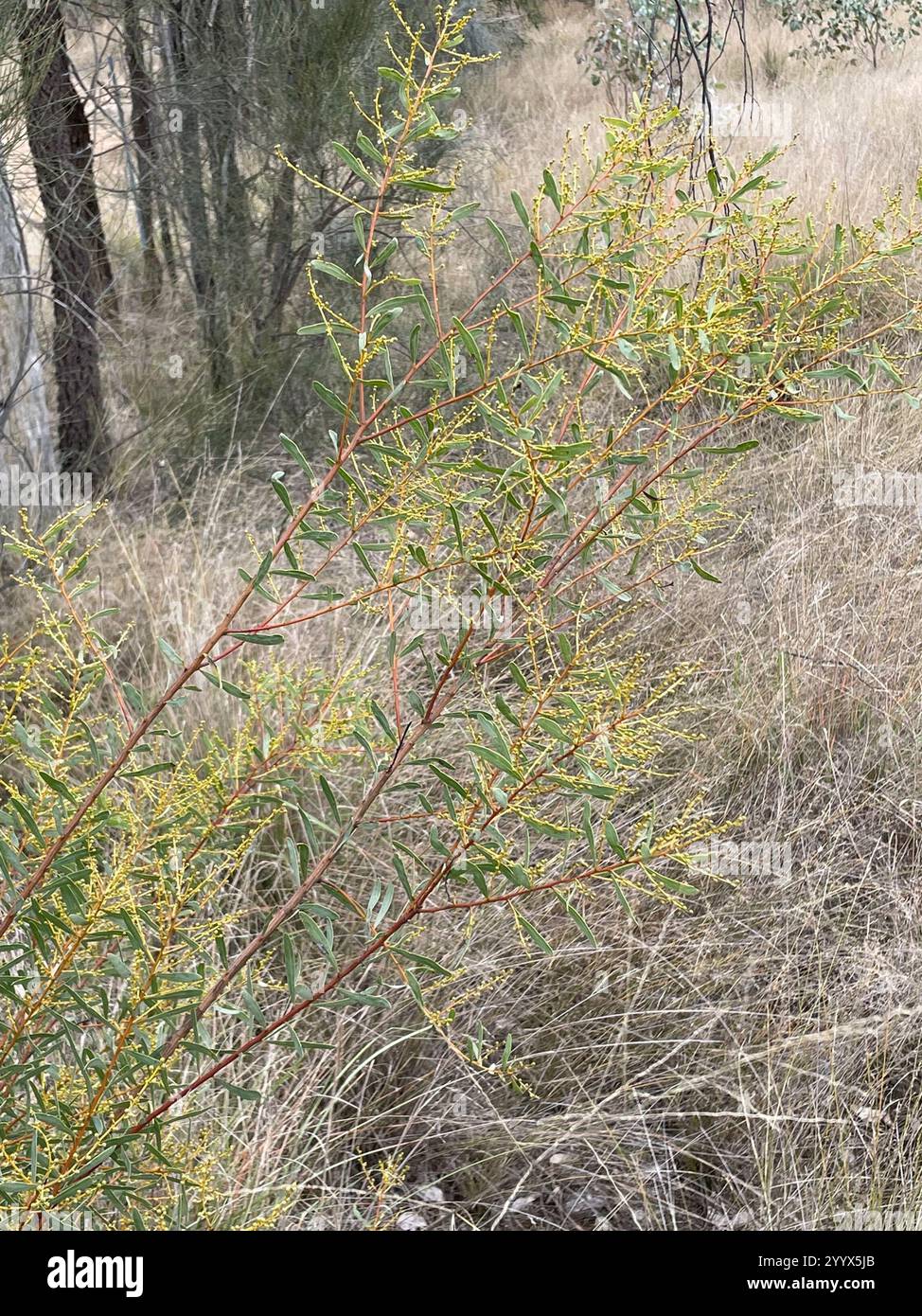 Golden Wattle (Acacia decora Stock Photo - Alamy