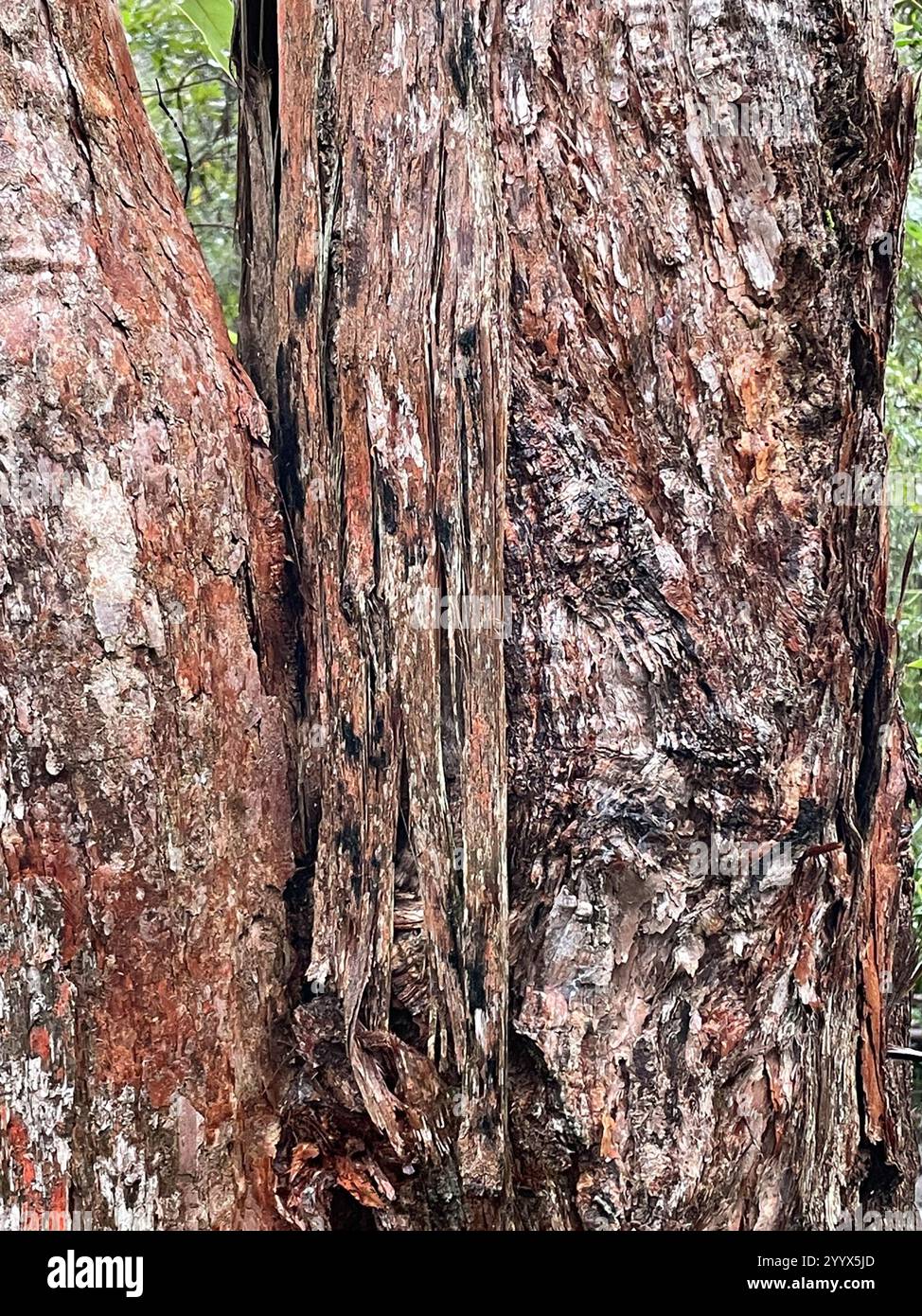 Tallowwood (Eucalyptus microcorys Stock Photo - Alamy