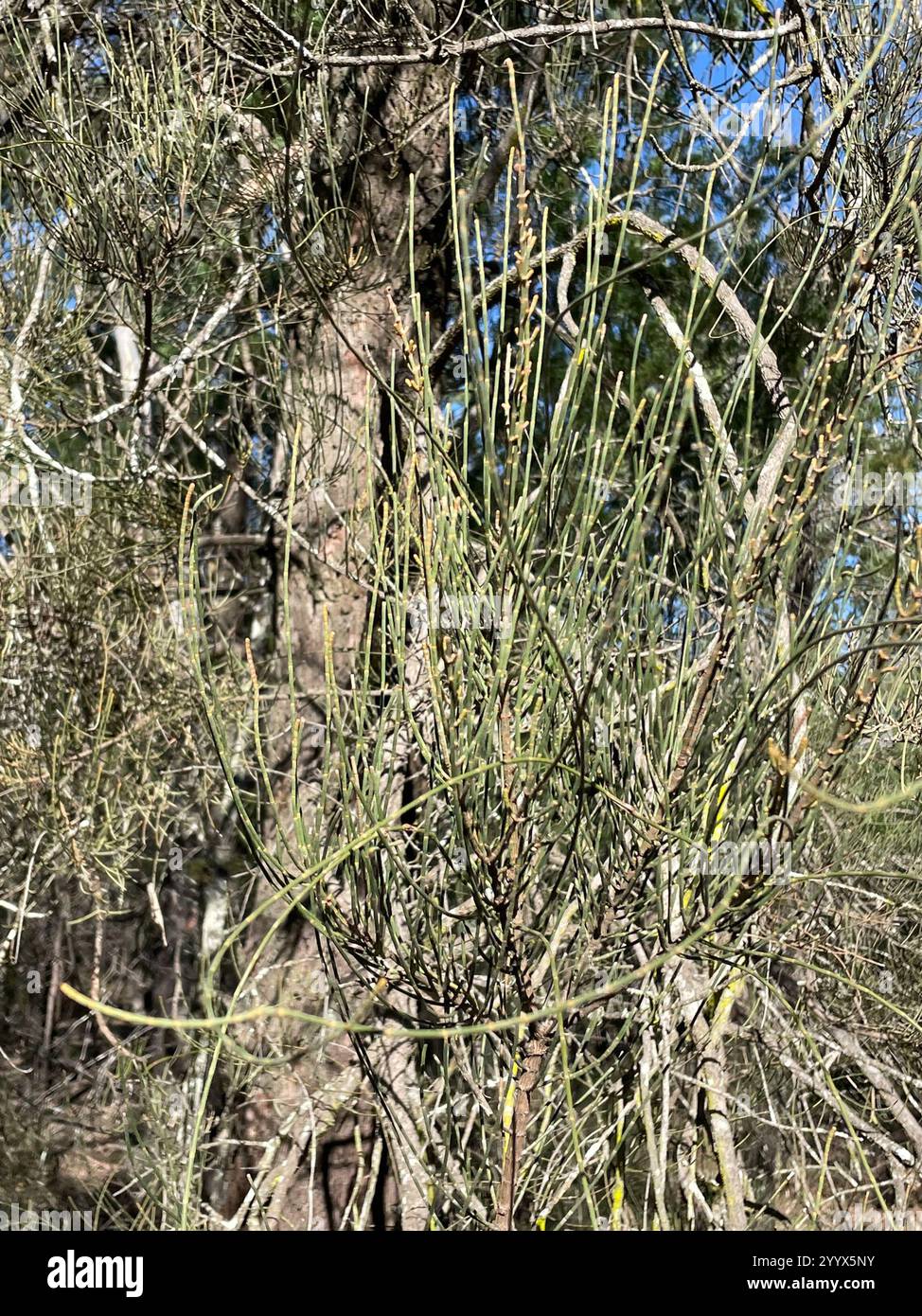 Buloke (Allocasuarina luehmannii Stock Photo - Alamy