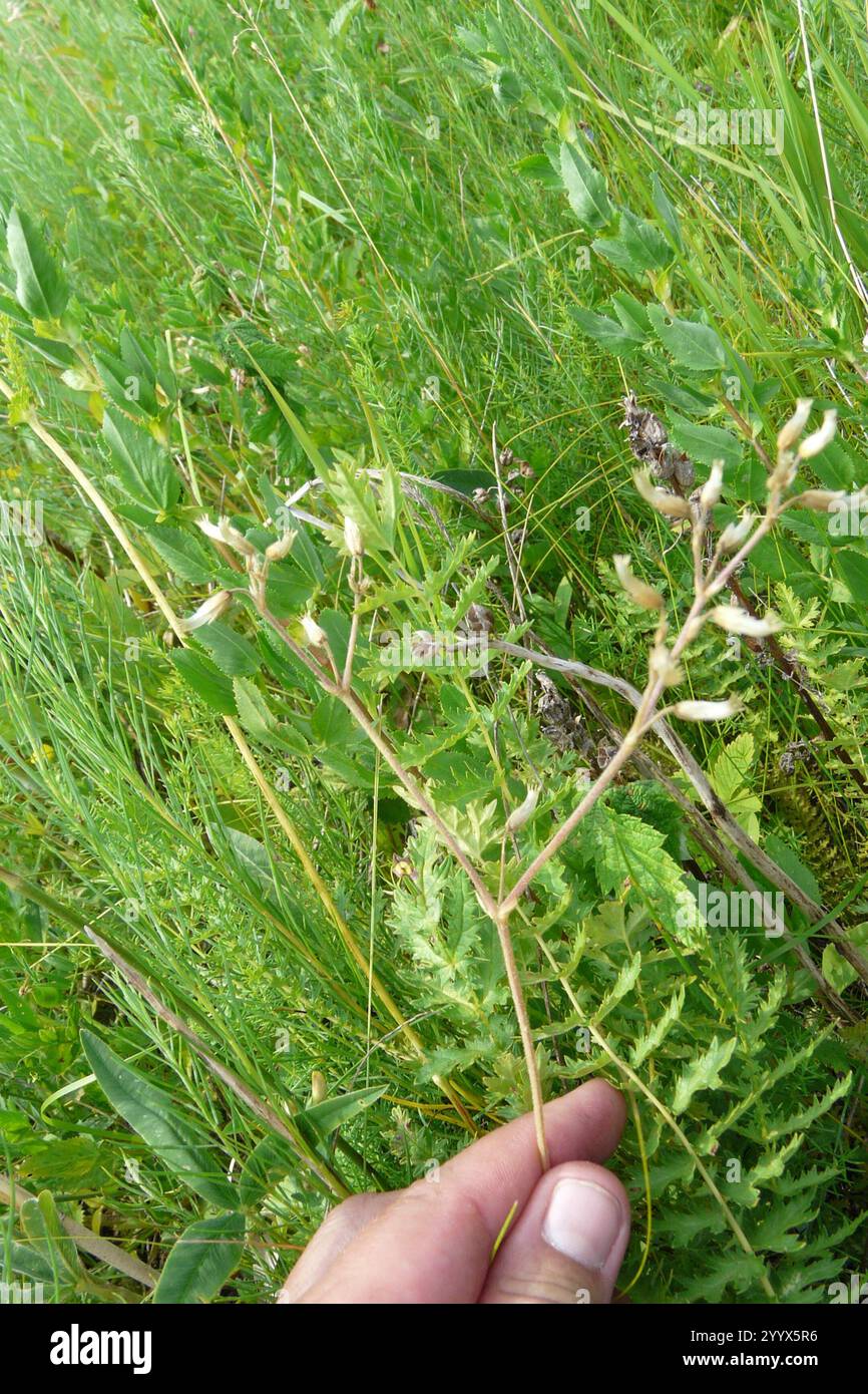 Common mouse-ear chickweed (Cerastium holosteoides Stock Photo - Alamy