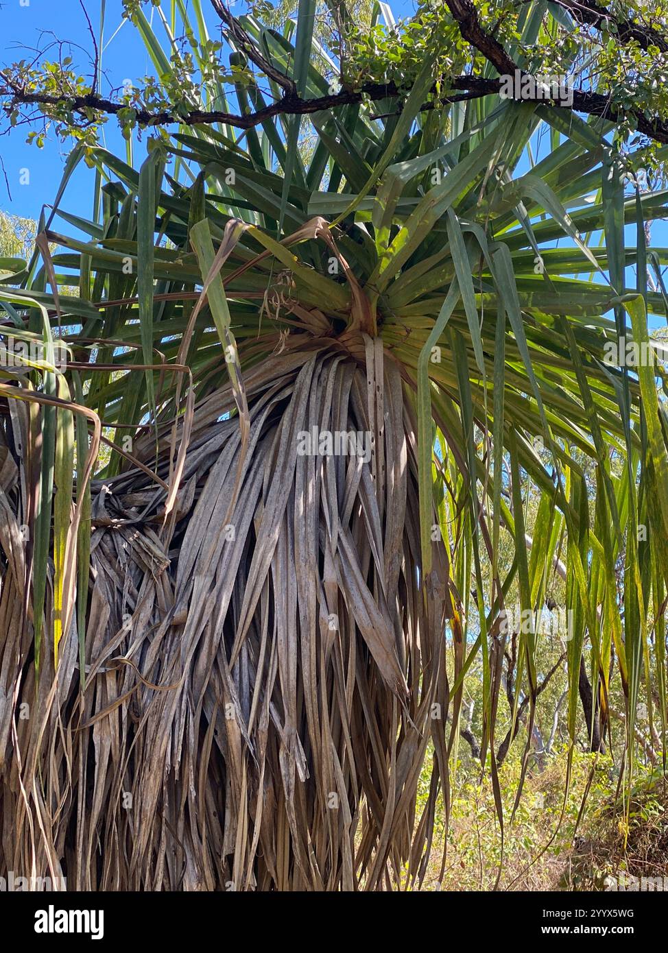 Screw Palm (Pandanus spiralis Stock Photo - Alamy