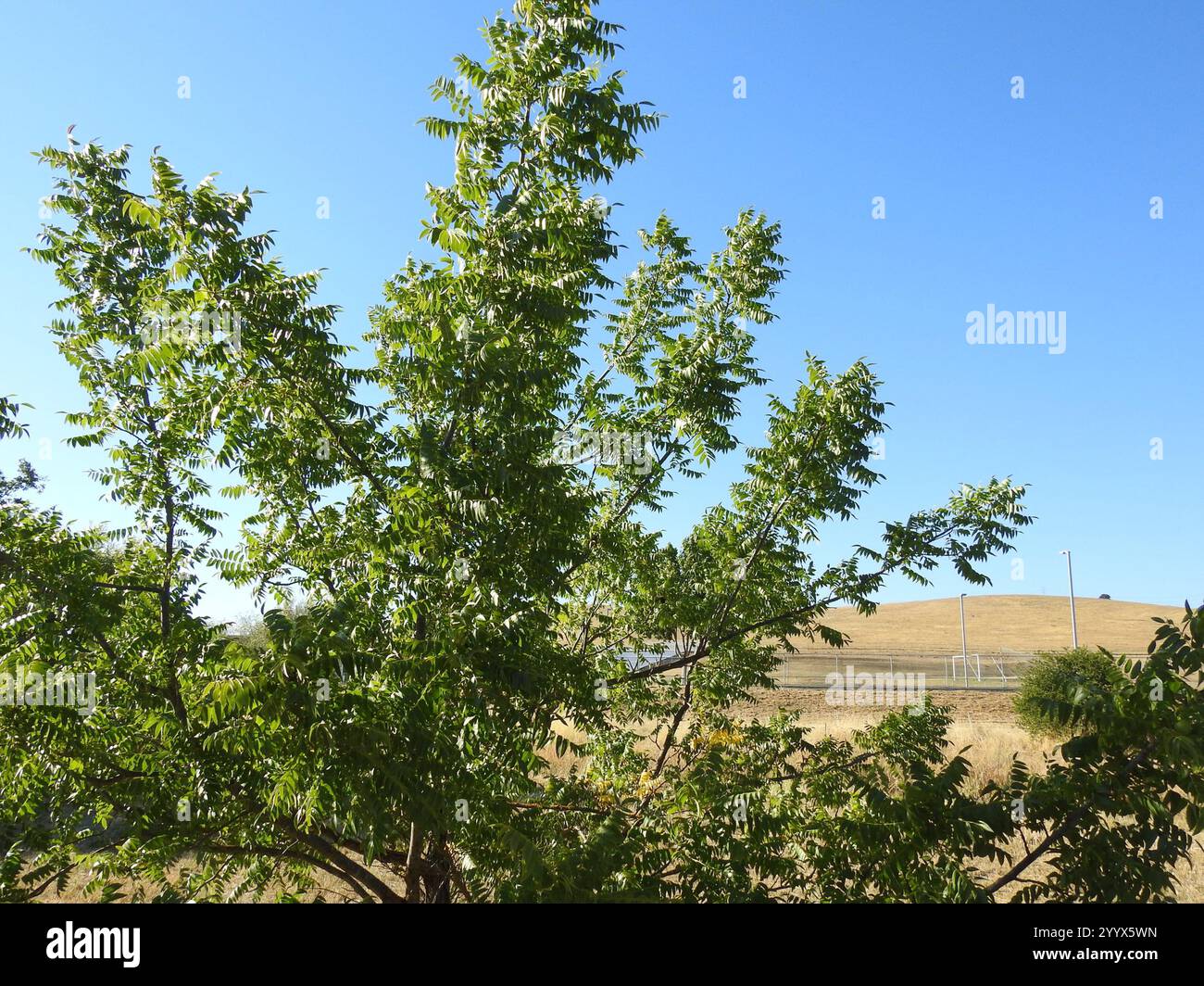 northern California black walnut (Juglans hindsii Stock Photo - Alamy