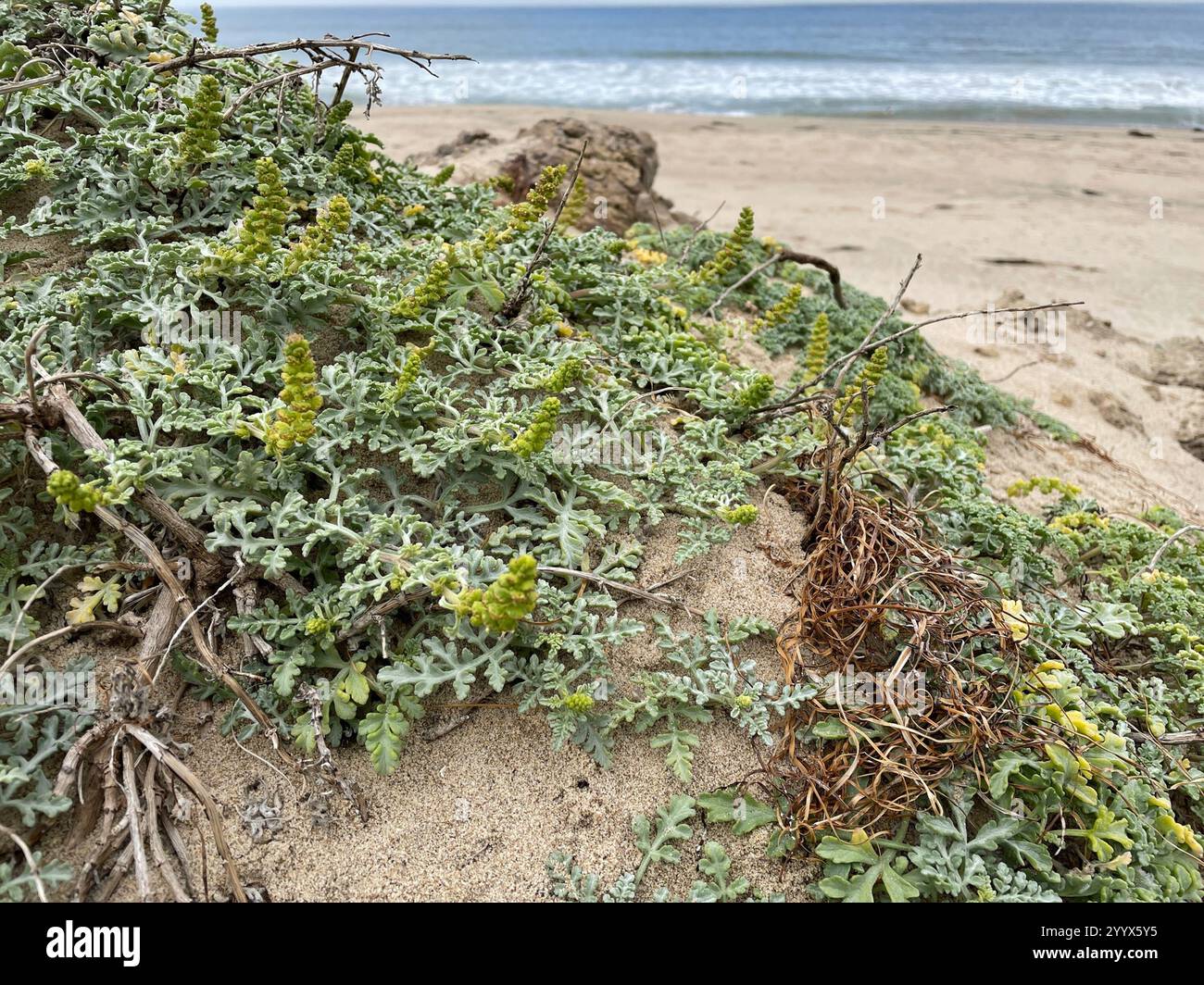 Silver beachweed hi-res stock photography and images - Alamy