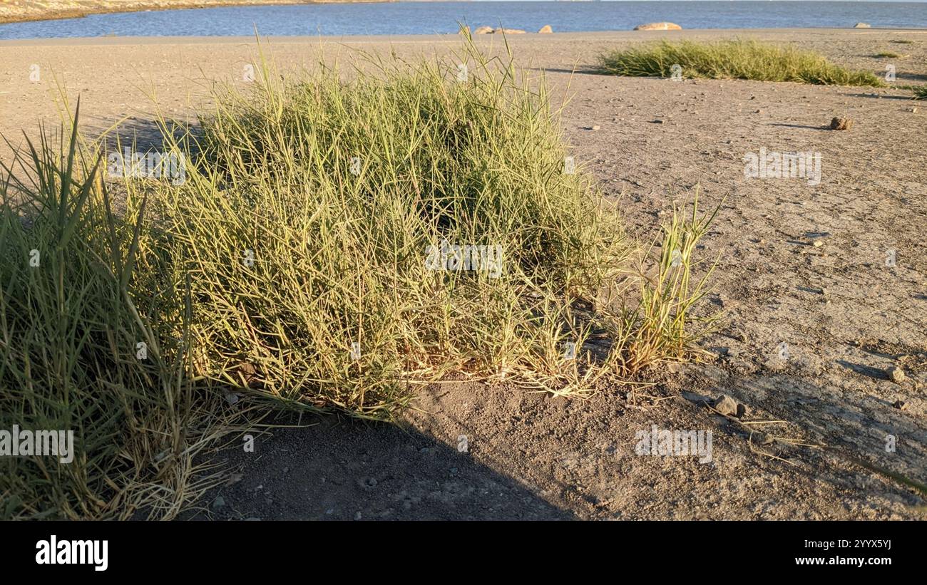 Saltgrass (Distichlis spicata Stock Photo - Alamy
