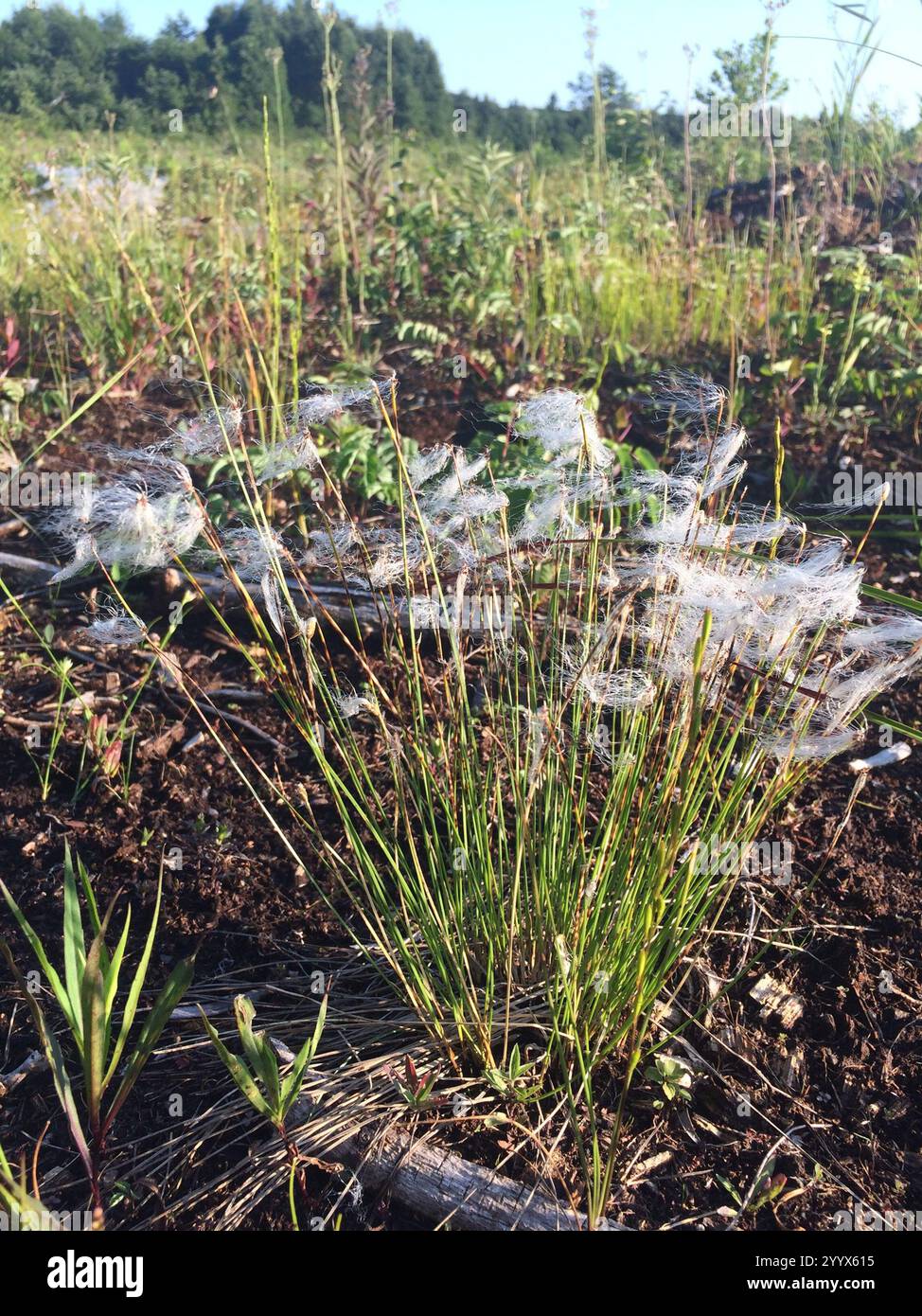 Cotton Deergrass (Trichophorum alpinum Stock Photo - Alamy