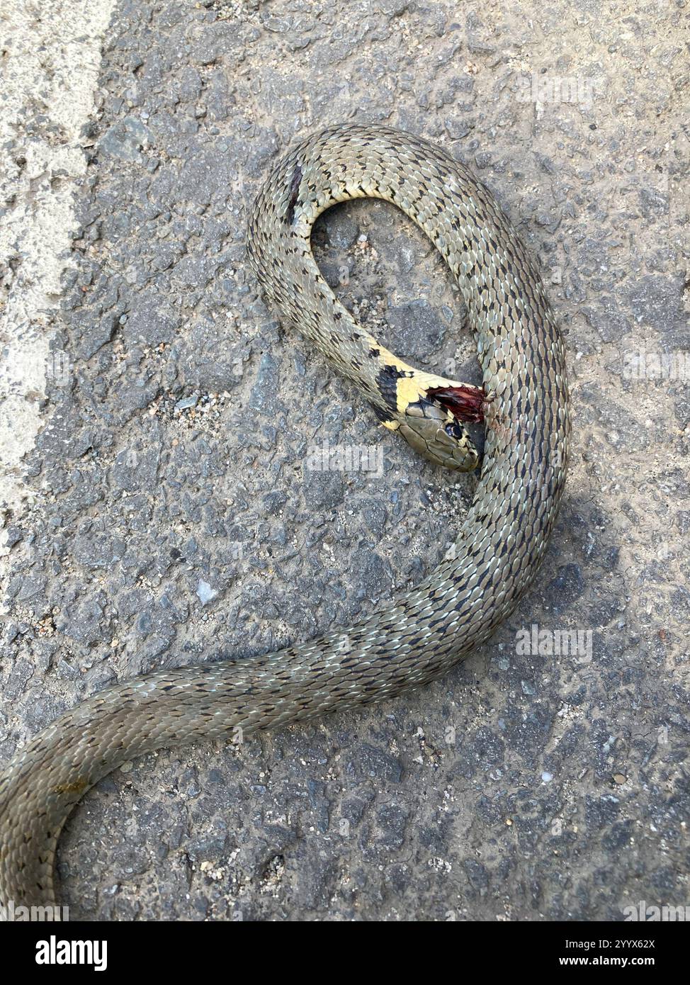 grass snake (Natrix natrix Stock Photo - Alamy