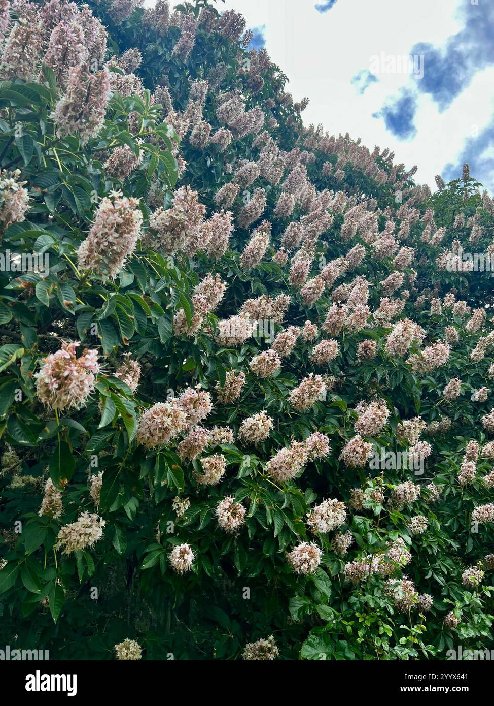 California buckeye (Aesculus californica Stock Photo - Alamy