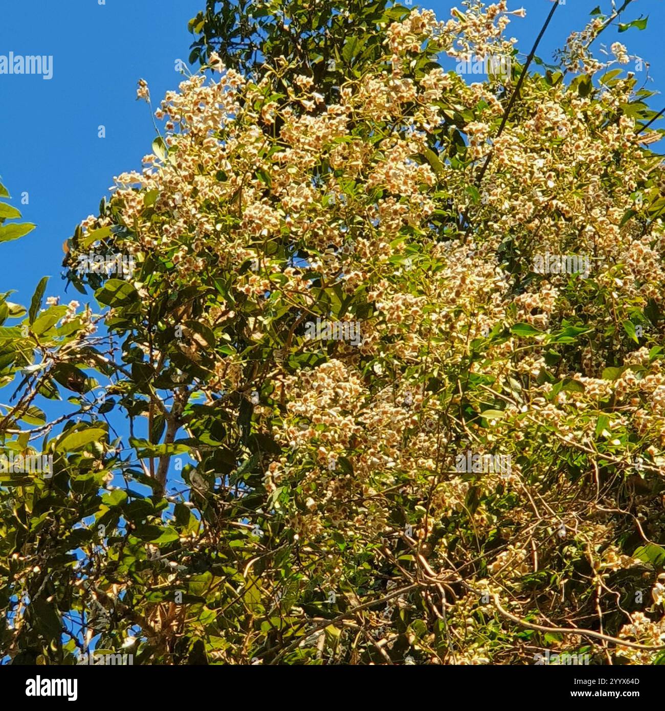 Wonga wonga vine hi-res stock photography and images - Alamy