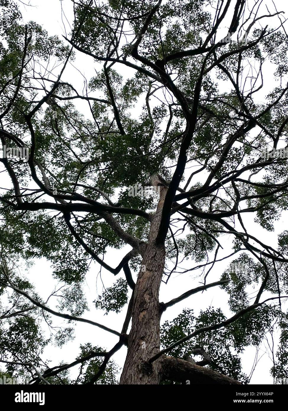 Tallowwood (Eucalyptus microcorys Stock Photo - Alamy