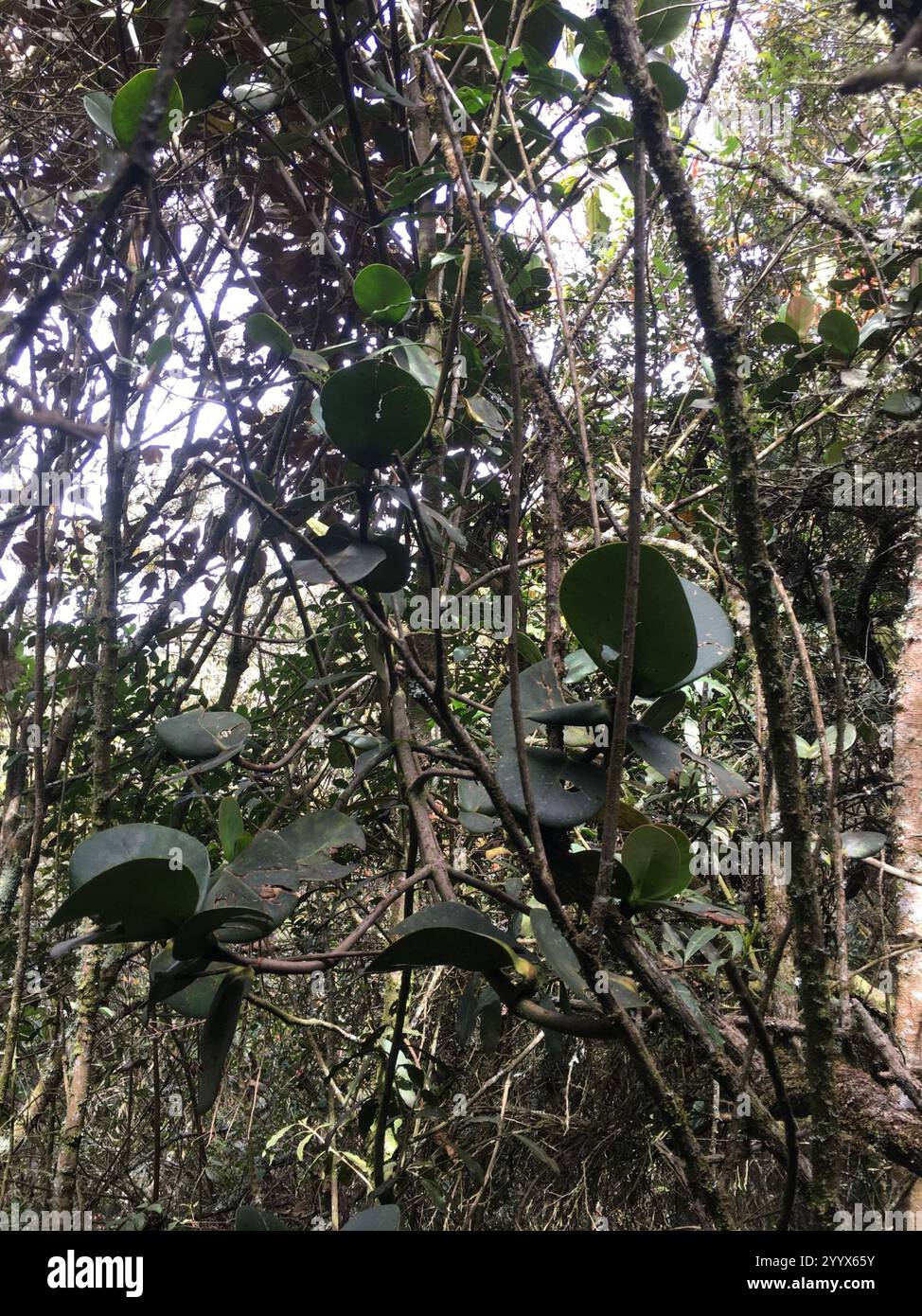 attorney trees (Clusia Stock Photo - Alamy