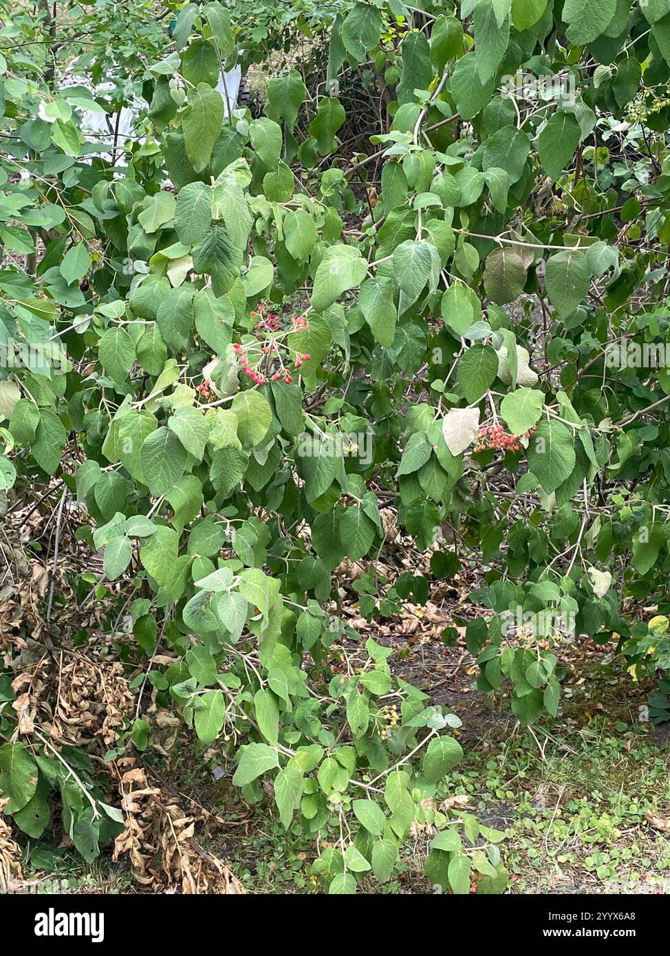 Wayfaring-tree (Viburnum lantana Stock Photo - Alamy