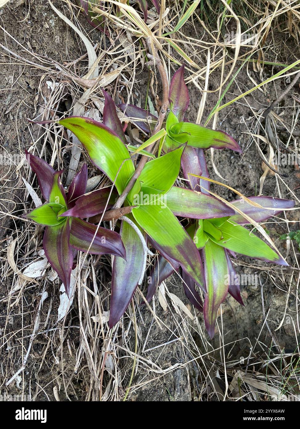 False Bromeliad Plant (Callisia fragrans Stock Photo - Alamy