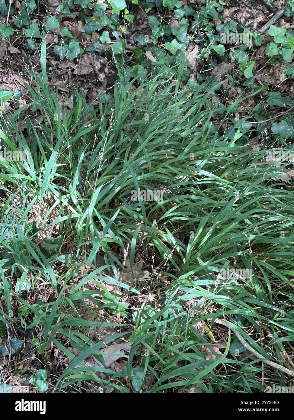 Wood melick, melica uniflora hi-res stock photography and images - Alamy