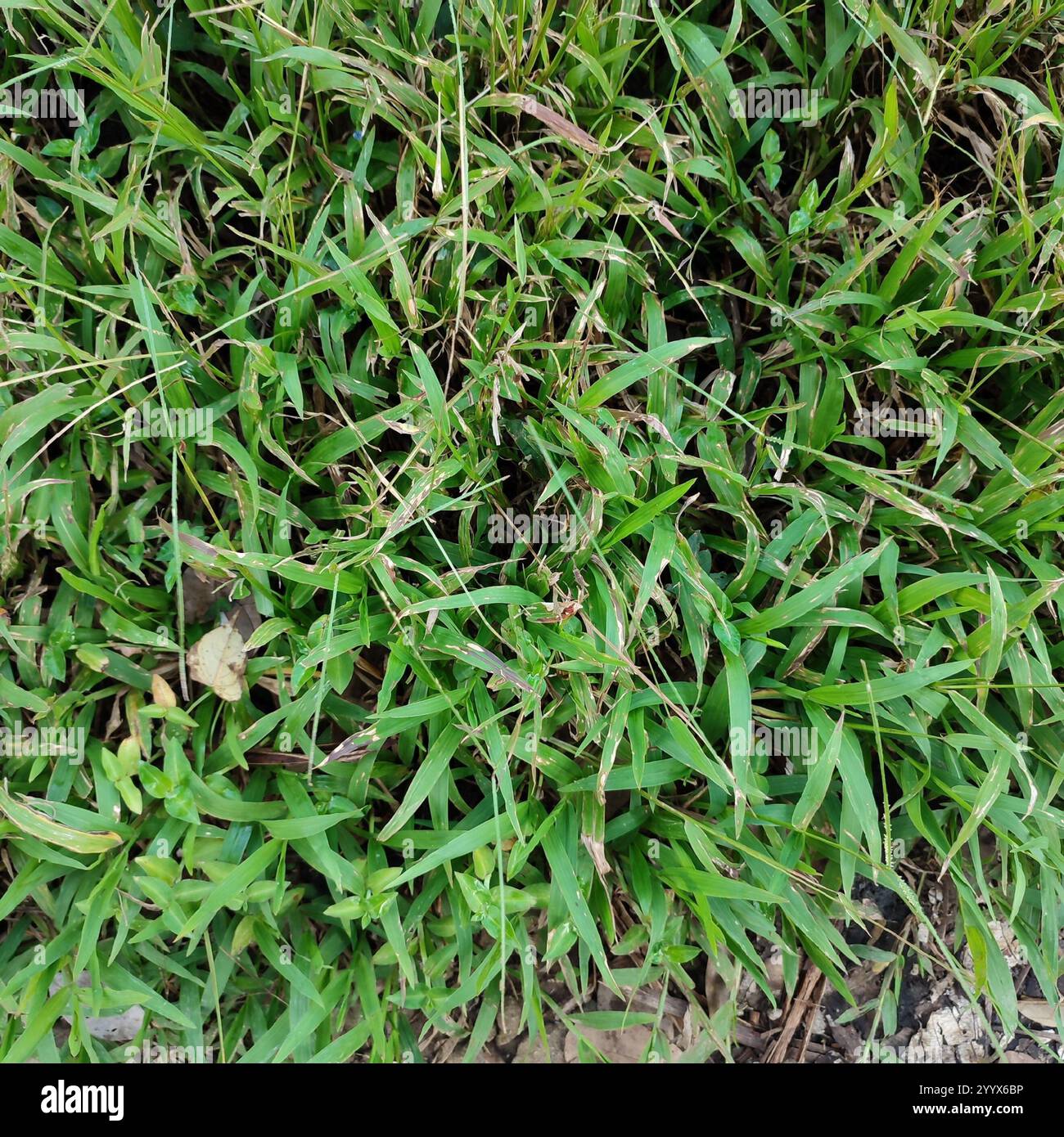 Hilograss (Paspalum conjugatum Stock Photo - Alamy