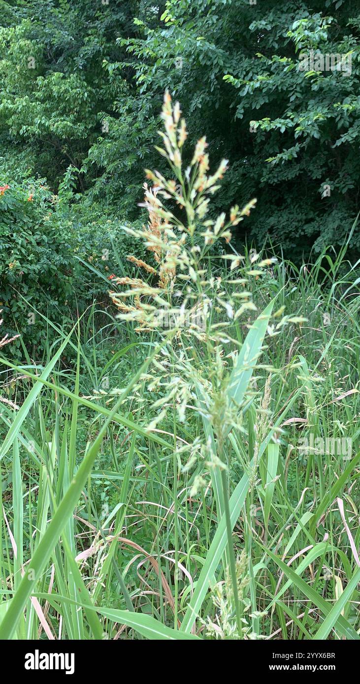 Johnson grass (Sorghum halepense Stock Photo - Alamy