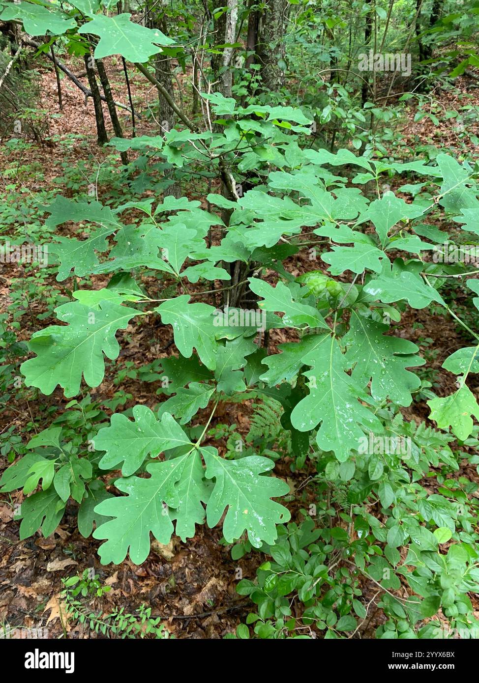 white oak (Quercus alba Stock Photo - Alamy