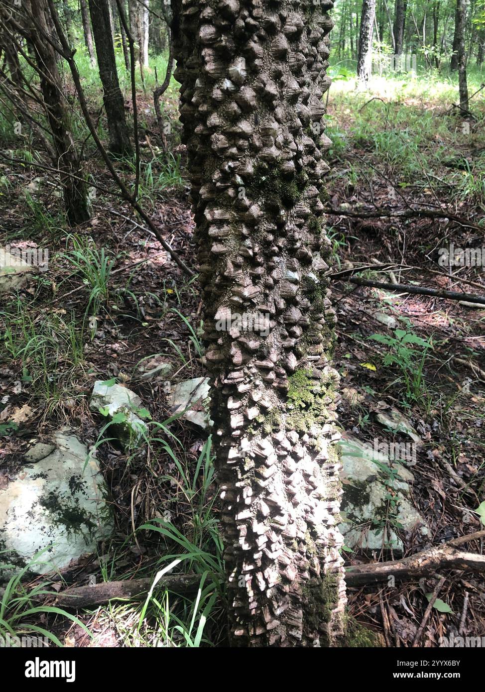 Hercules' club (Zanthoxylum clava-herculis Stock Photo - Alamy