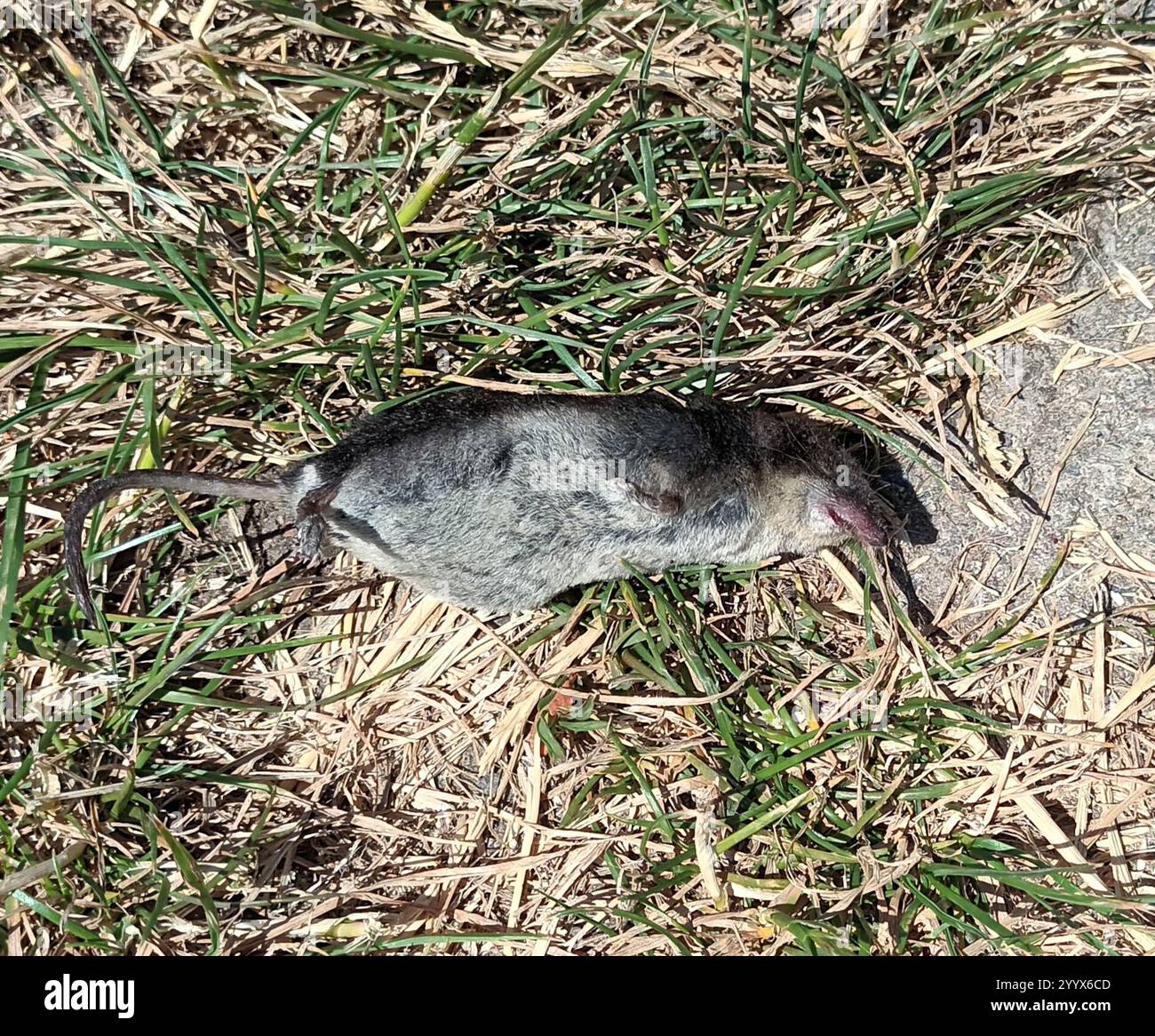 Eurasian water shrew neomys hi-res stock photography and images - Alamy