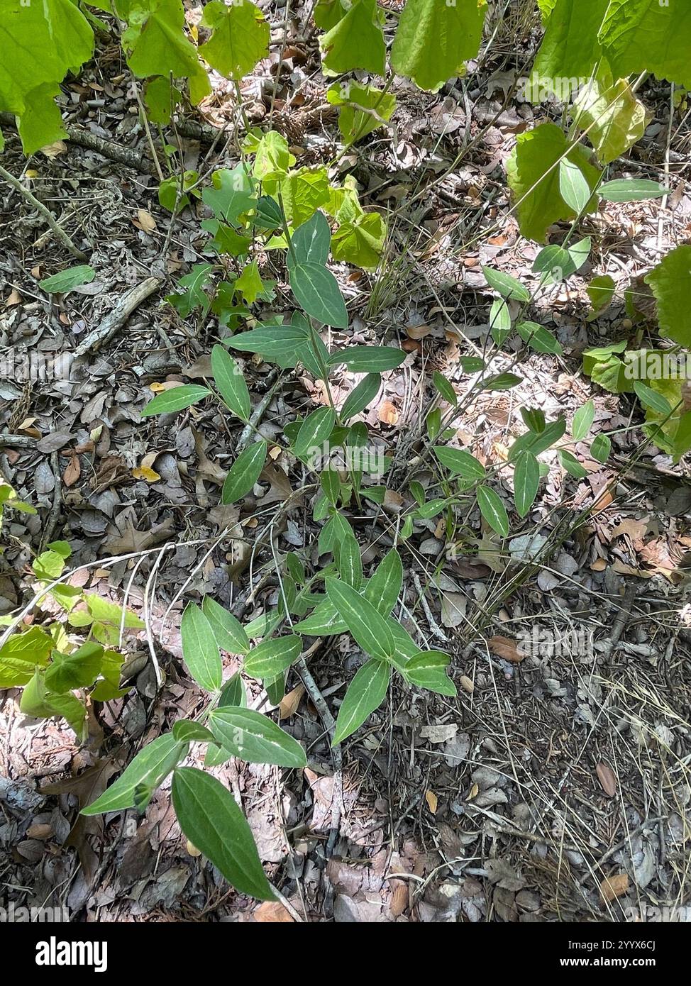Low Silverbush (Argythamnia humilis Stock Photo - Alamy