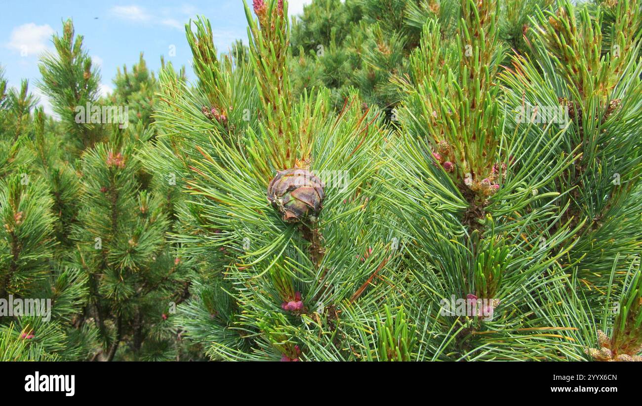 Siberian dwarf pine pinus hi-res stock photography and images - Alamy