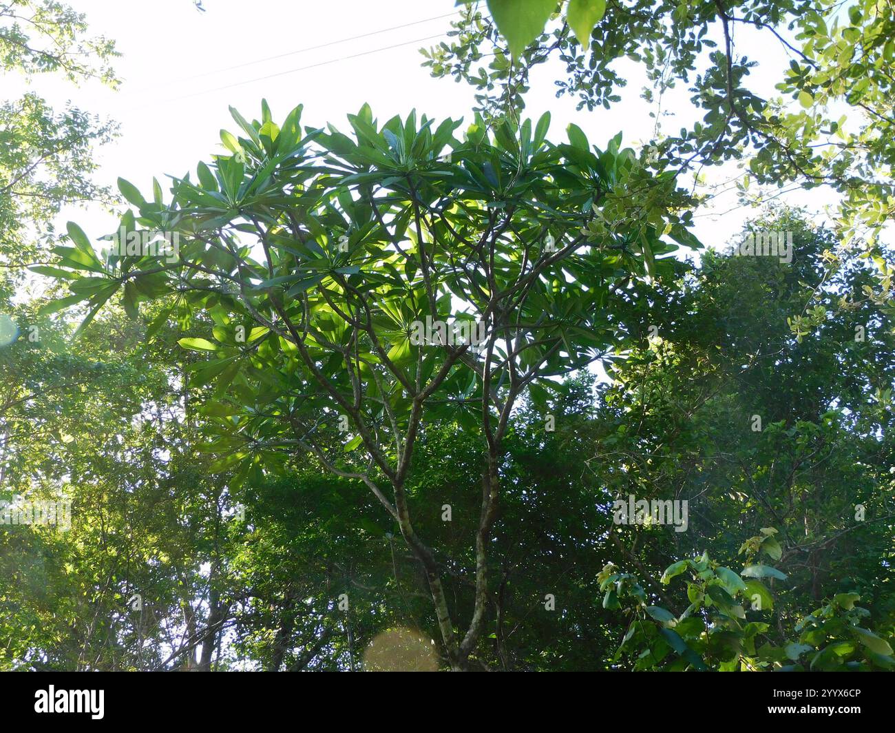 Frangipani trees (Plumeria Stock Photo - Alamy
