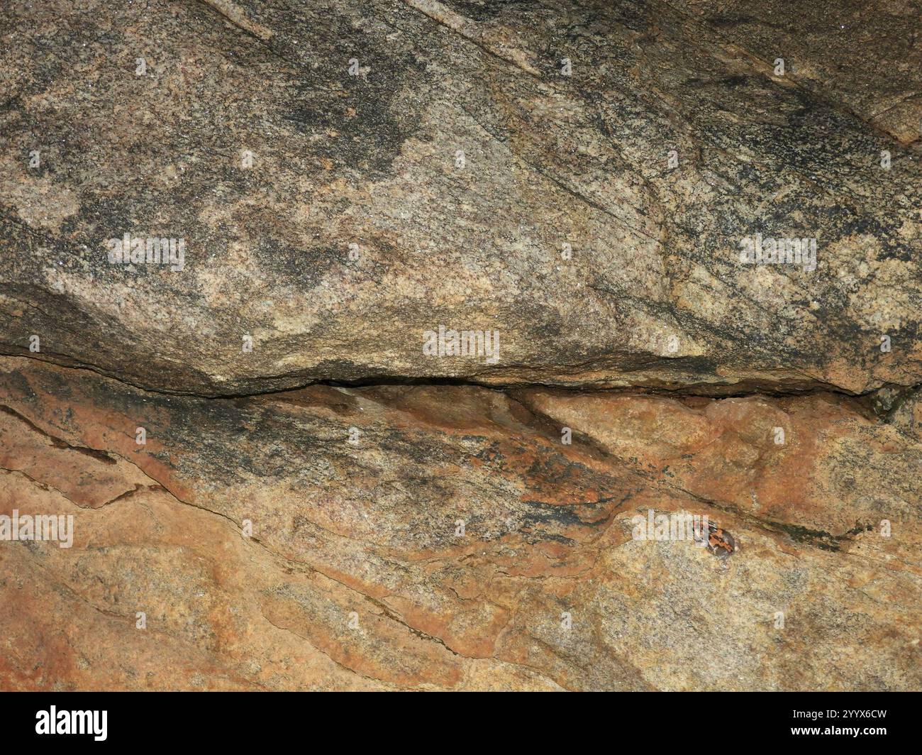 Marbled rubber frog (Phrynomantis annectens Stock Photo - Alamy