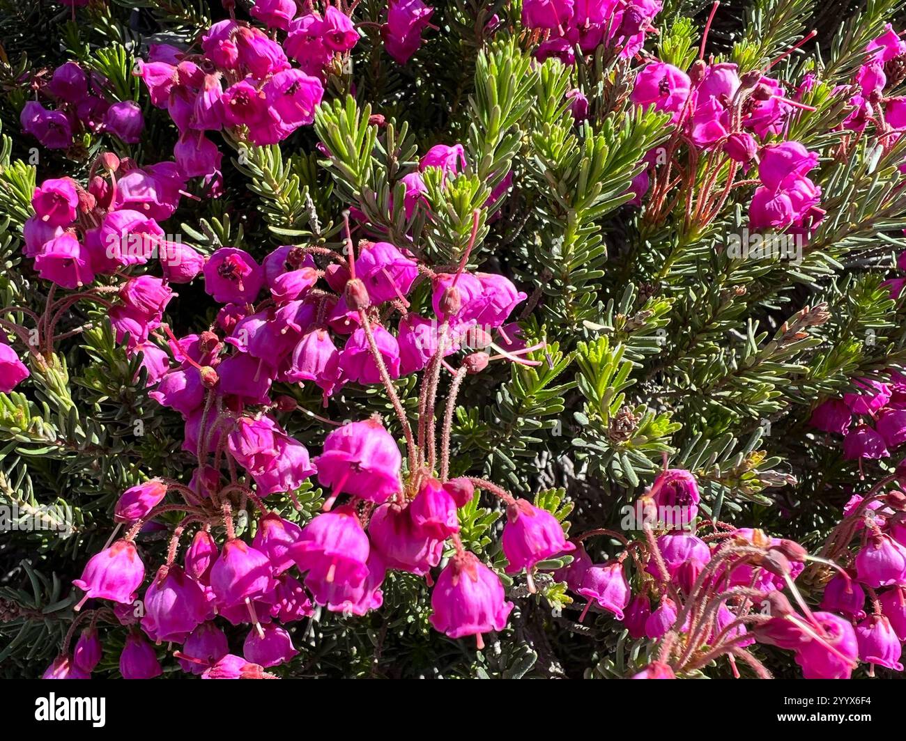 pink mountainheath (Phyllodoce empetriformis Stock Photo - Alamy