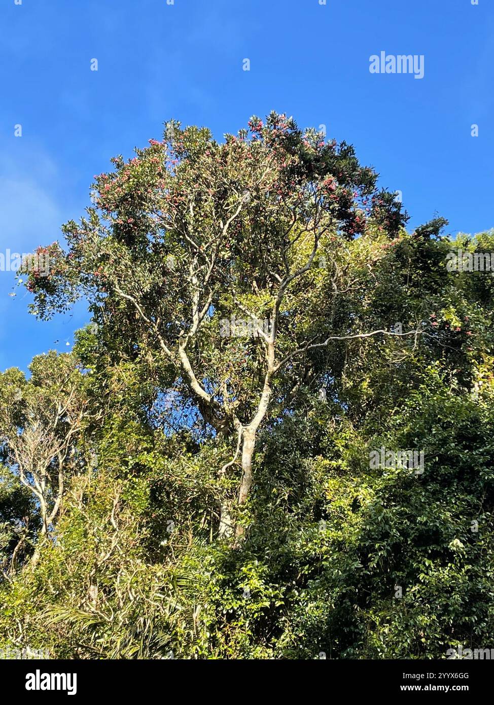 Syzygium ingens hi-res stock photography and images - Alamy