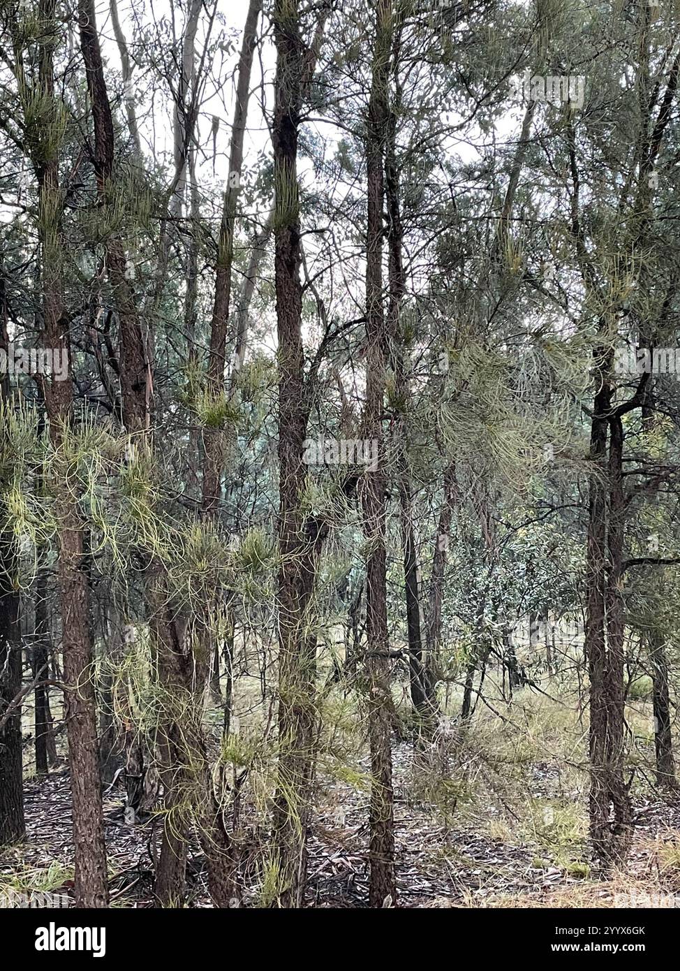 Buloke hi-res stock photography and images - Alamy
